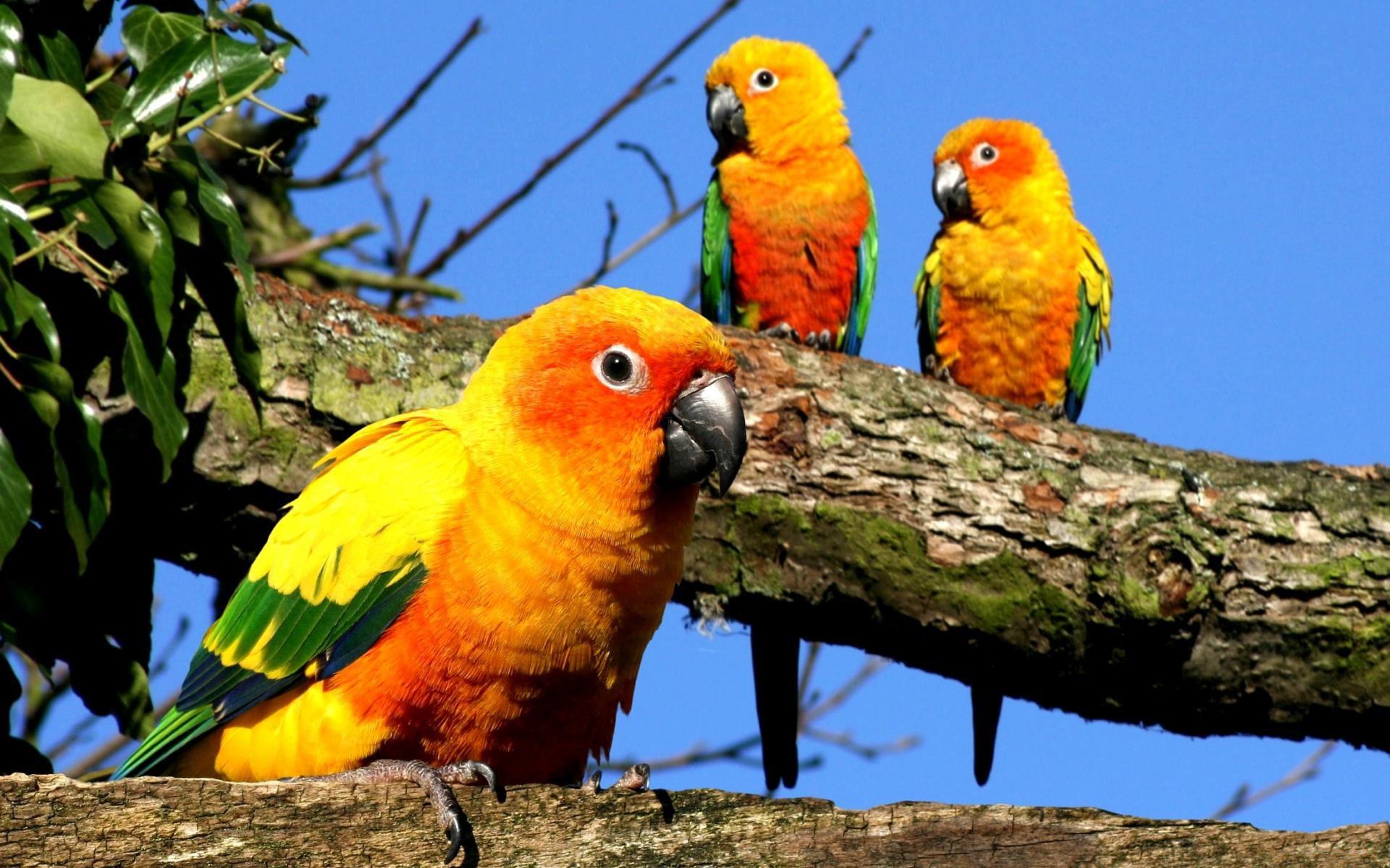Parrot Desktop Wallpapers - Top Free Parrot Desktop Backgrounds ...