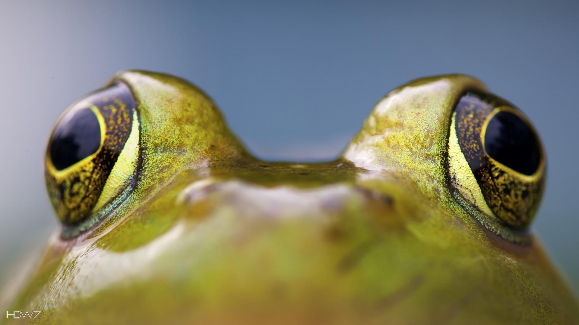 Frog Desktop Wallpapers - Top Free Frog Desktop Backgrounds ...