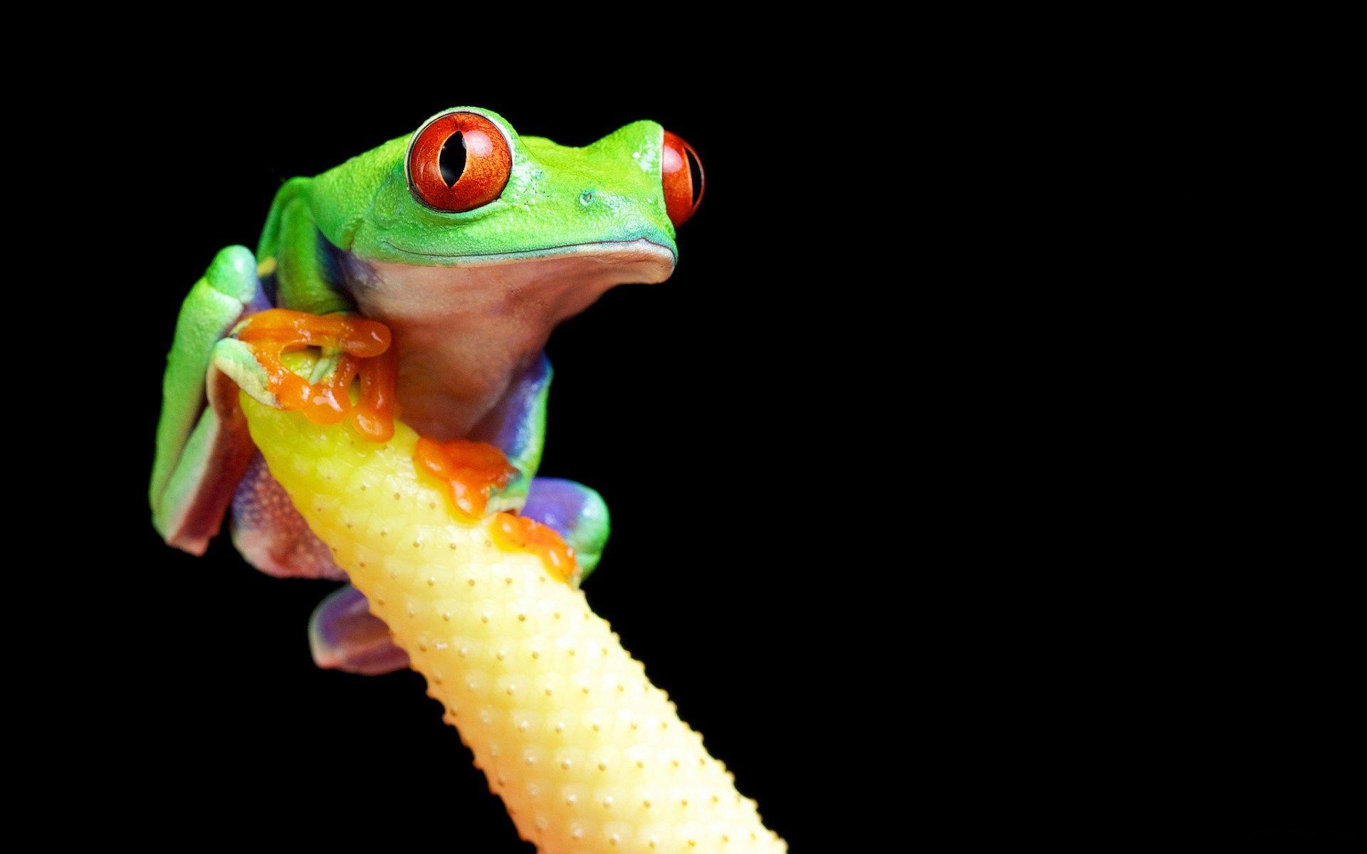 Frog Desktop Wallpapers - Top Free Frog Desktop Backgrounds ...