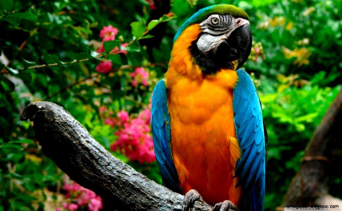 Parrot Desktop Wallpapers - Top Free Parrot Desktop Backgrounds ...
