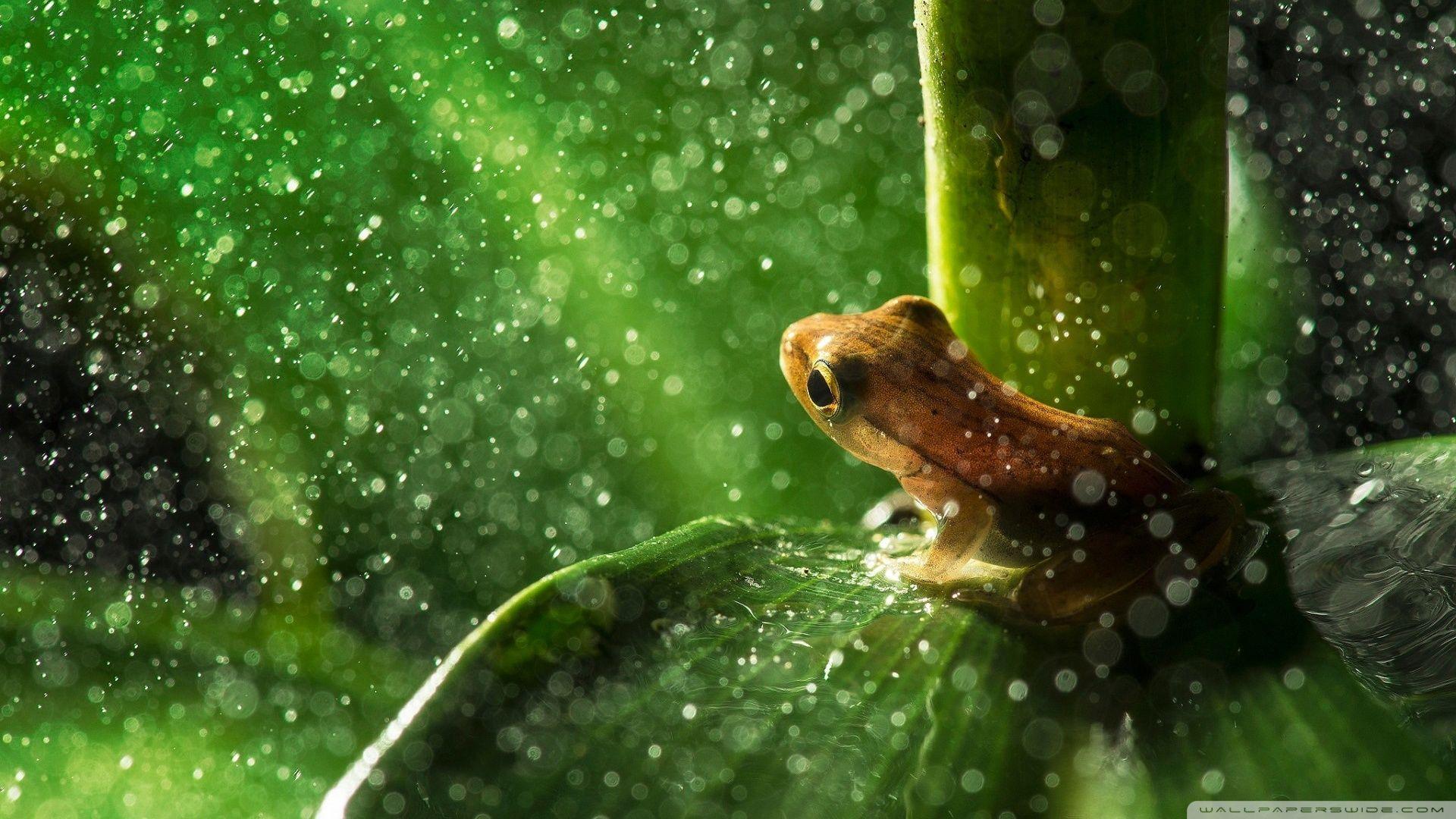 Frog Desktop Wallpapers - Top Free Frog Desktop Backgrounds ...