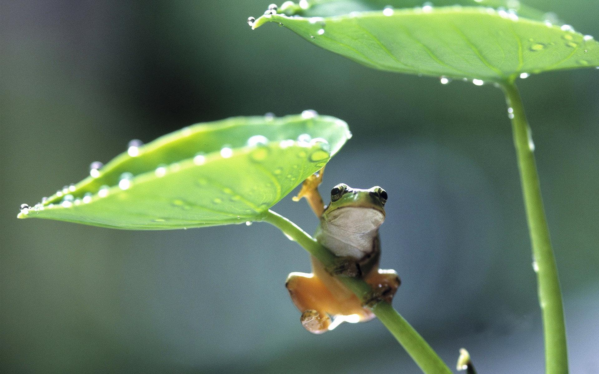 Frog Desktop Wallpapers - Top Free Frog Desktop Backgrounds ...