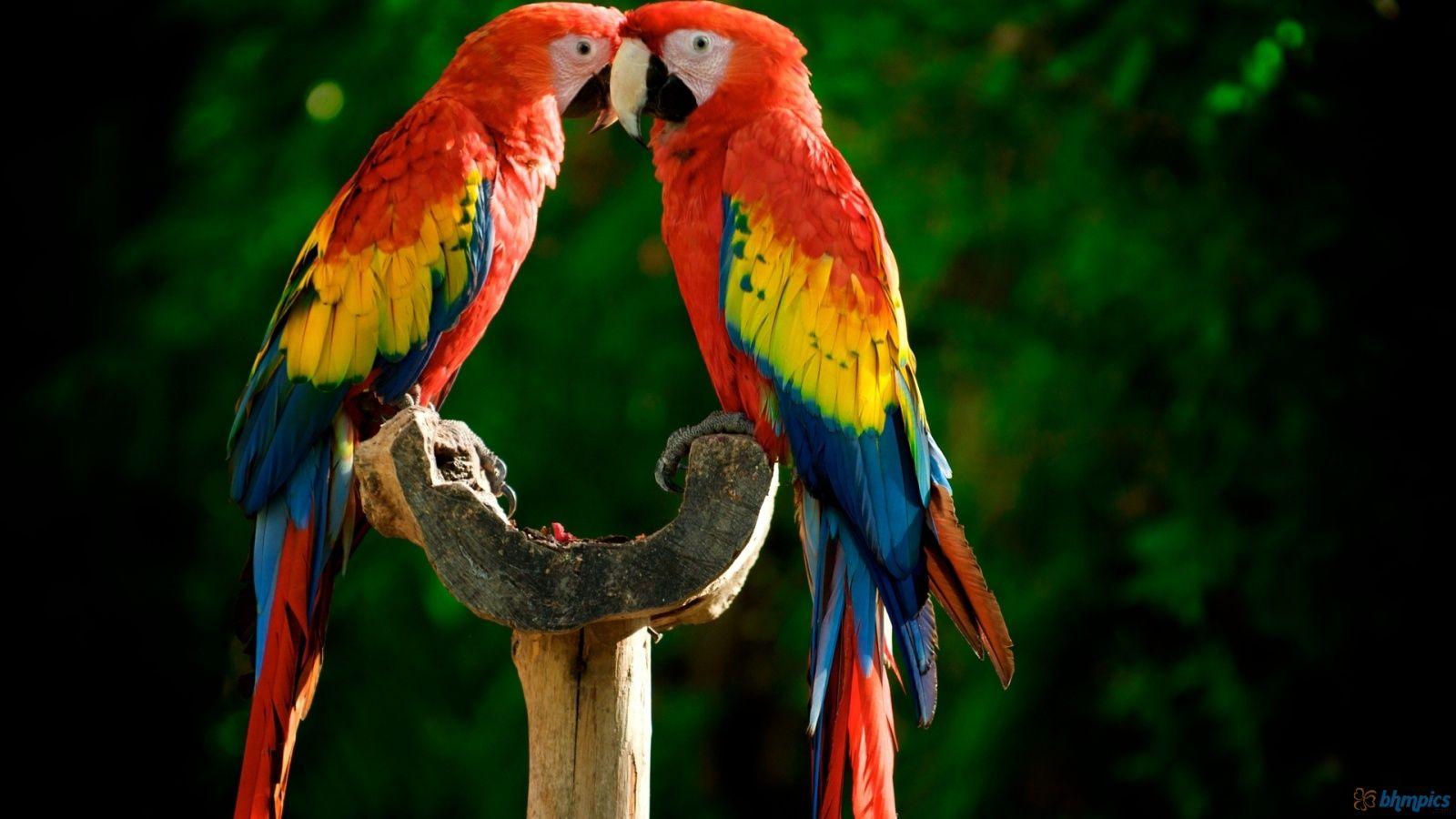 Parrot Desktop Wallpapers - Top Free Parrot Desktop Backgrounds ...