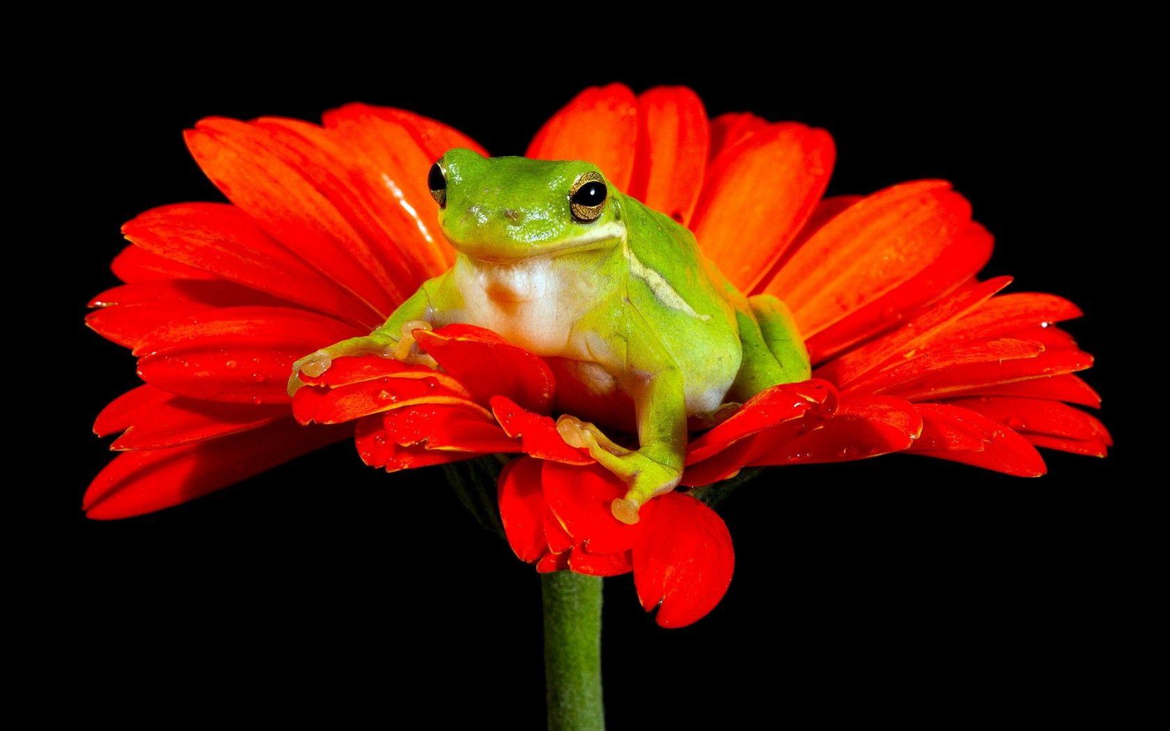 Frog Desktop Wallpapers - Top Free Frog Desktop Backgrounds ...