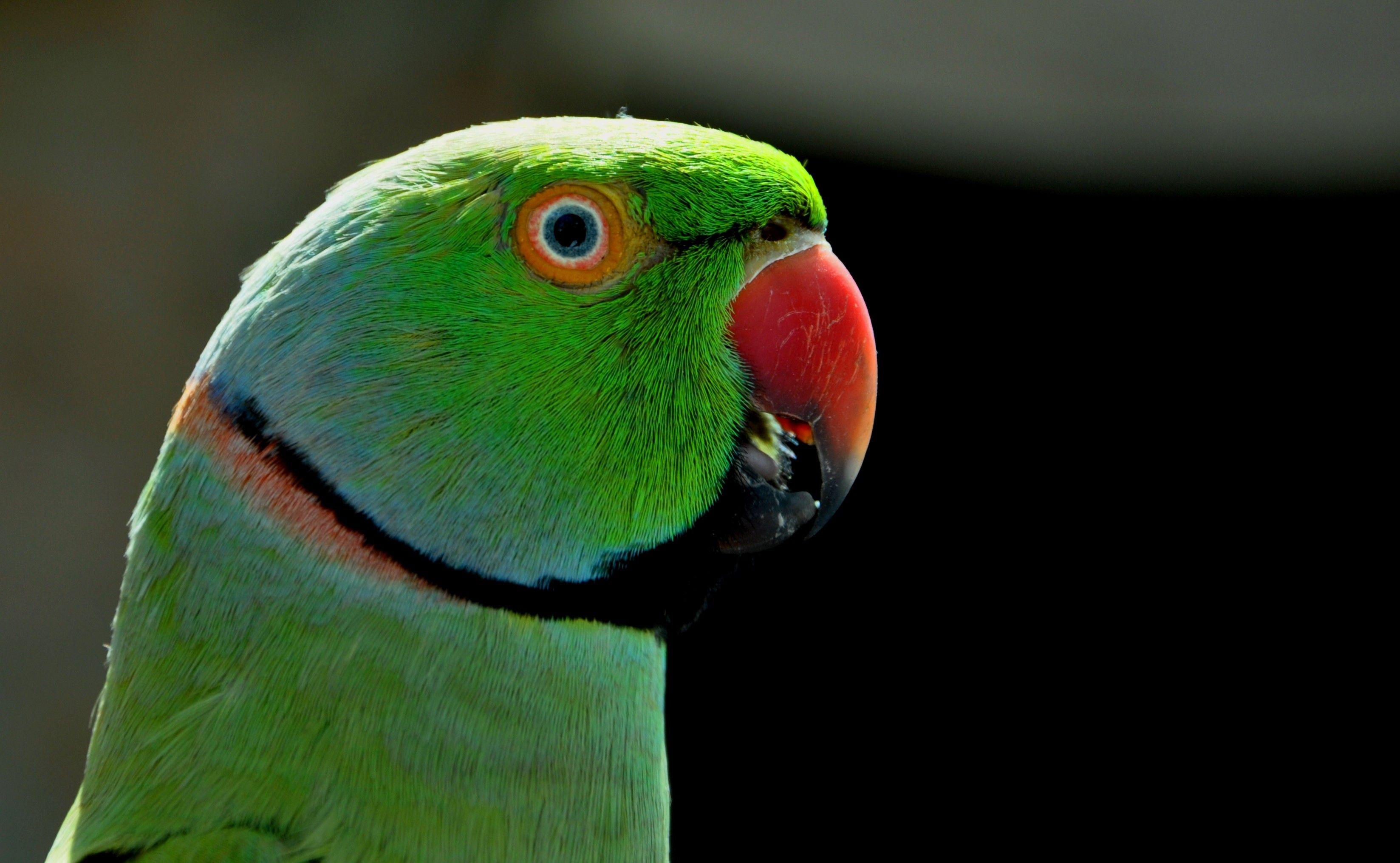 Parrot Desktop Wallpapers - Top Free Parrot Desktop Backgrounds ...