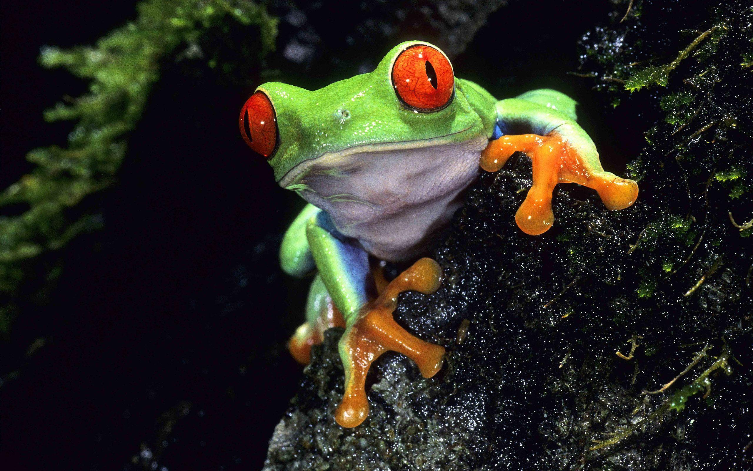 Frog Desktop Wallpapers - Top Free Frog Desktop Backgrounds ...