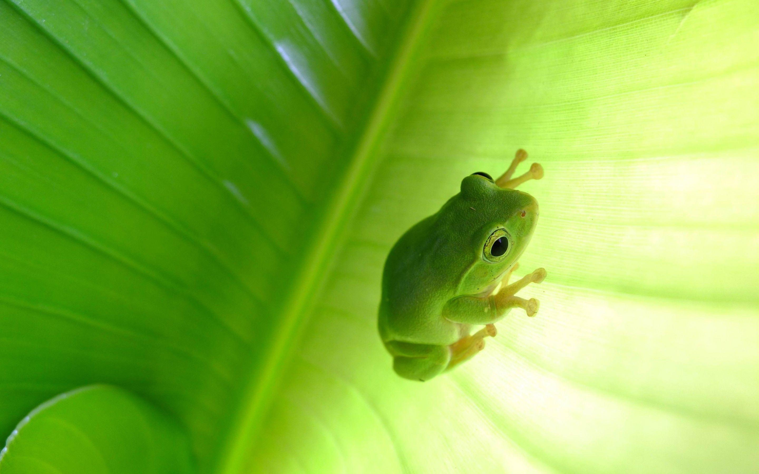 Frog Desktop Wallpapers - Top Free Frog Desktop Backgrounds ...
