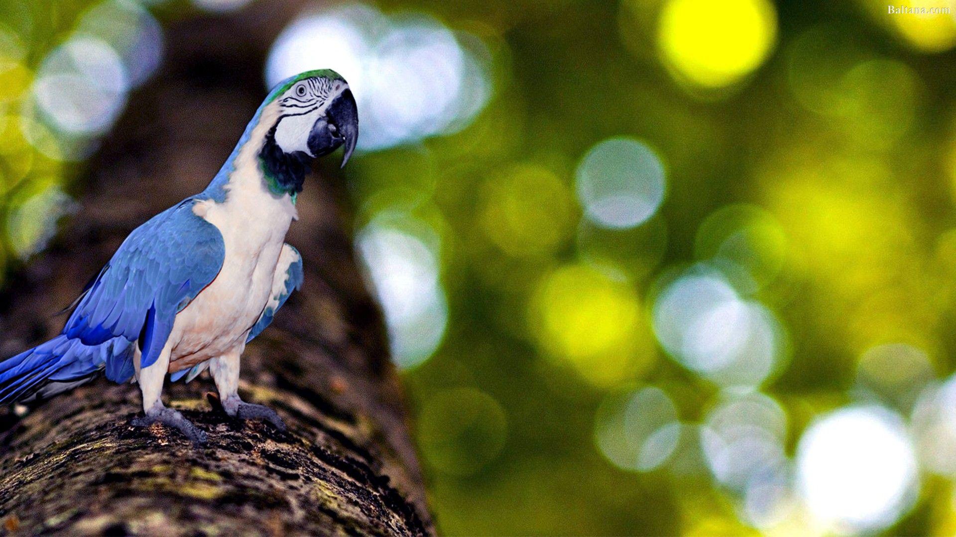 Parrot Desktop Wallpapers - Top Free Parrot Desktop Backgrounds ...