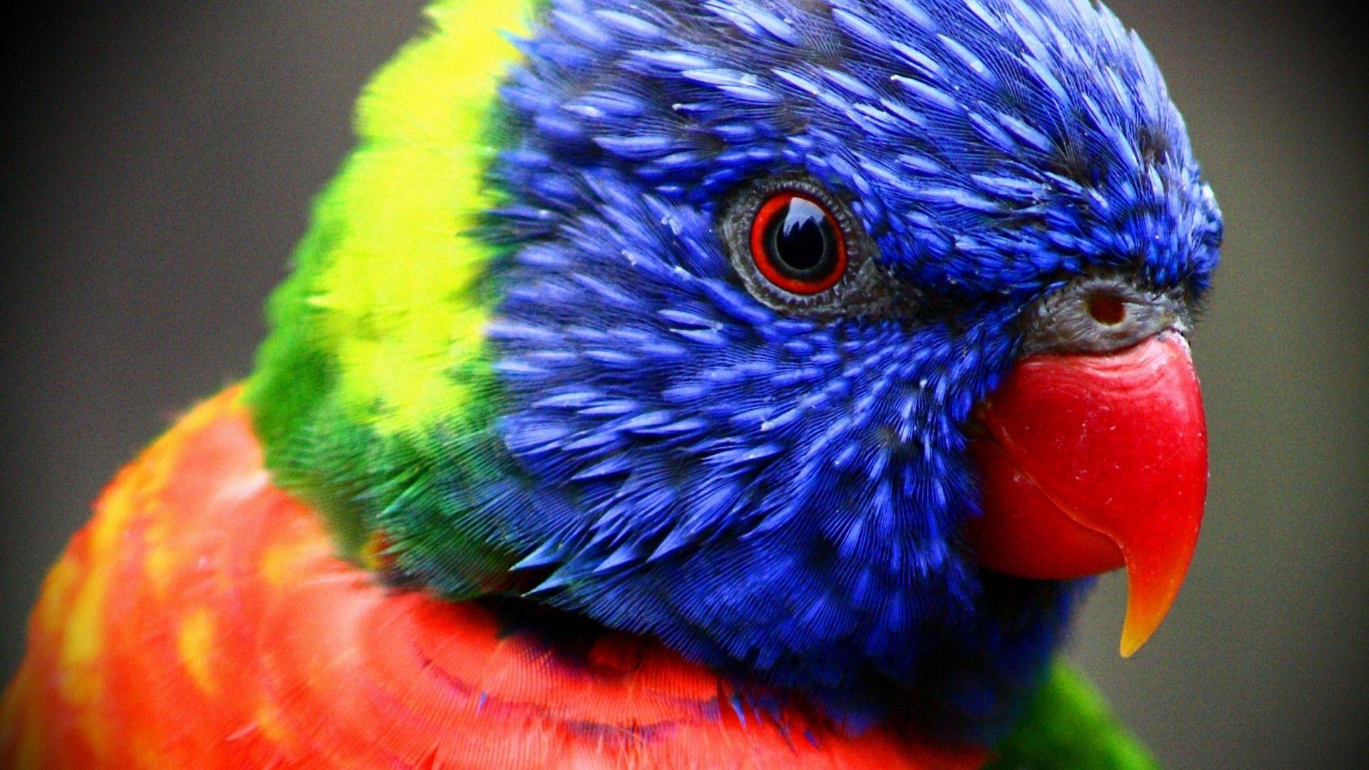 Parrot Desktop Wallpapers - Top Free Parrot Desktop Backgrounds ...