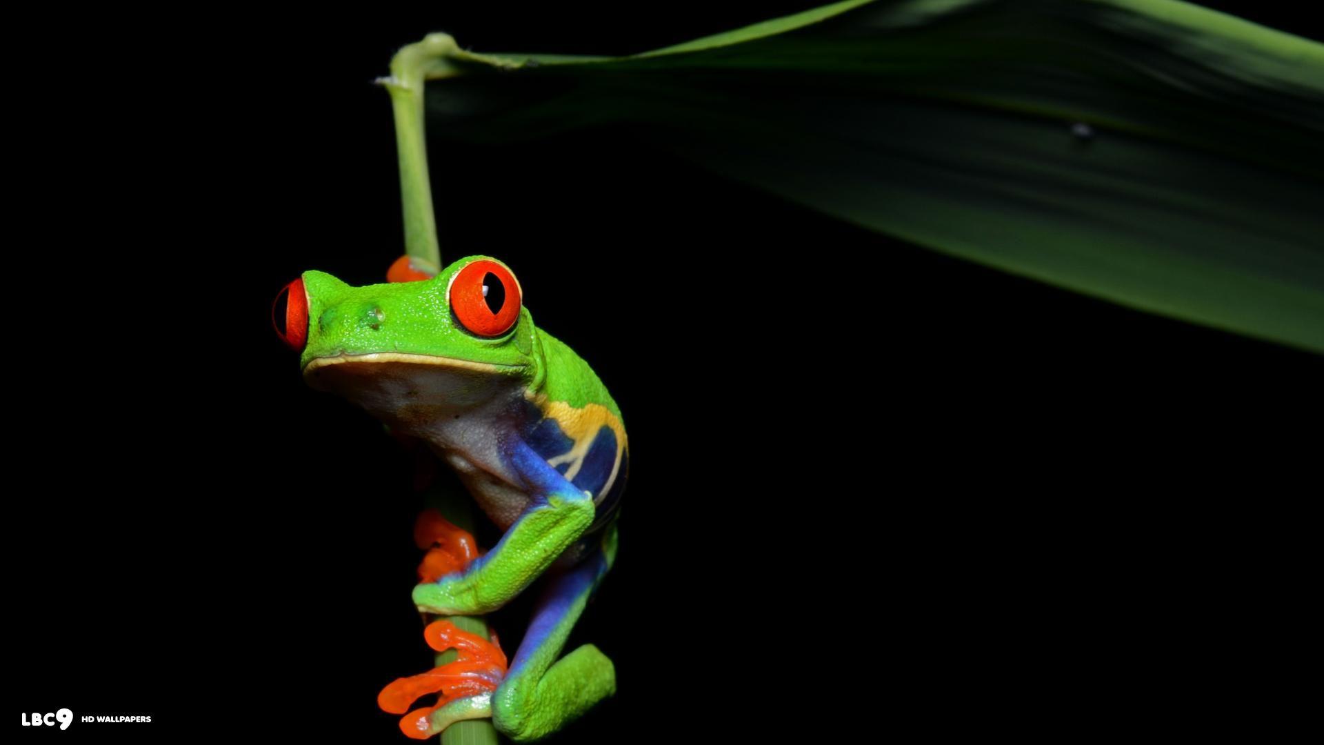 Frog Desktop Wallpapers - Top Free Frog Desktop Backgrounds ...