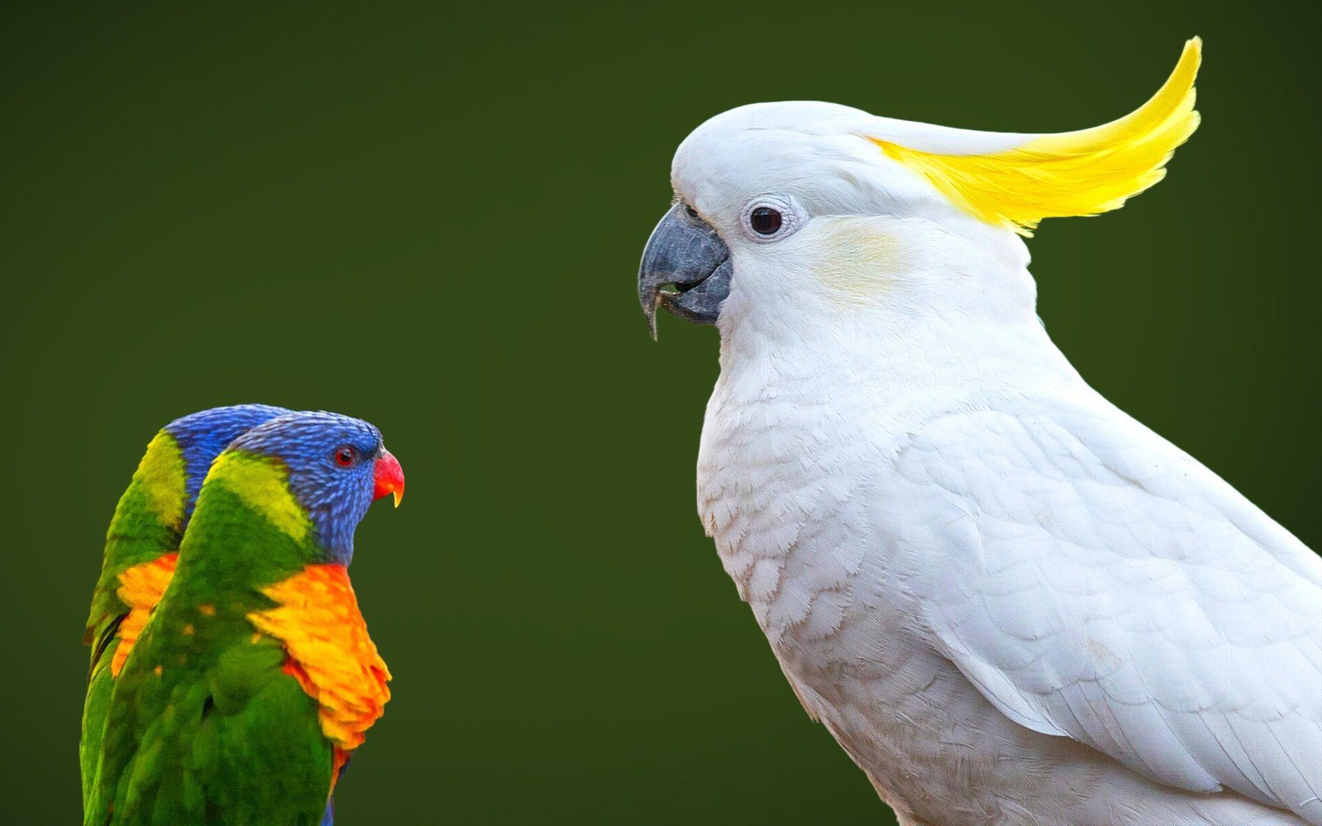 Parrot Desktop Wallpapers - Top Free Parrot Desktop Backgrounds ...