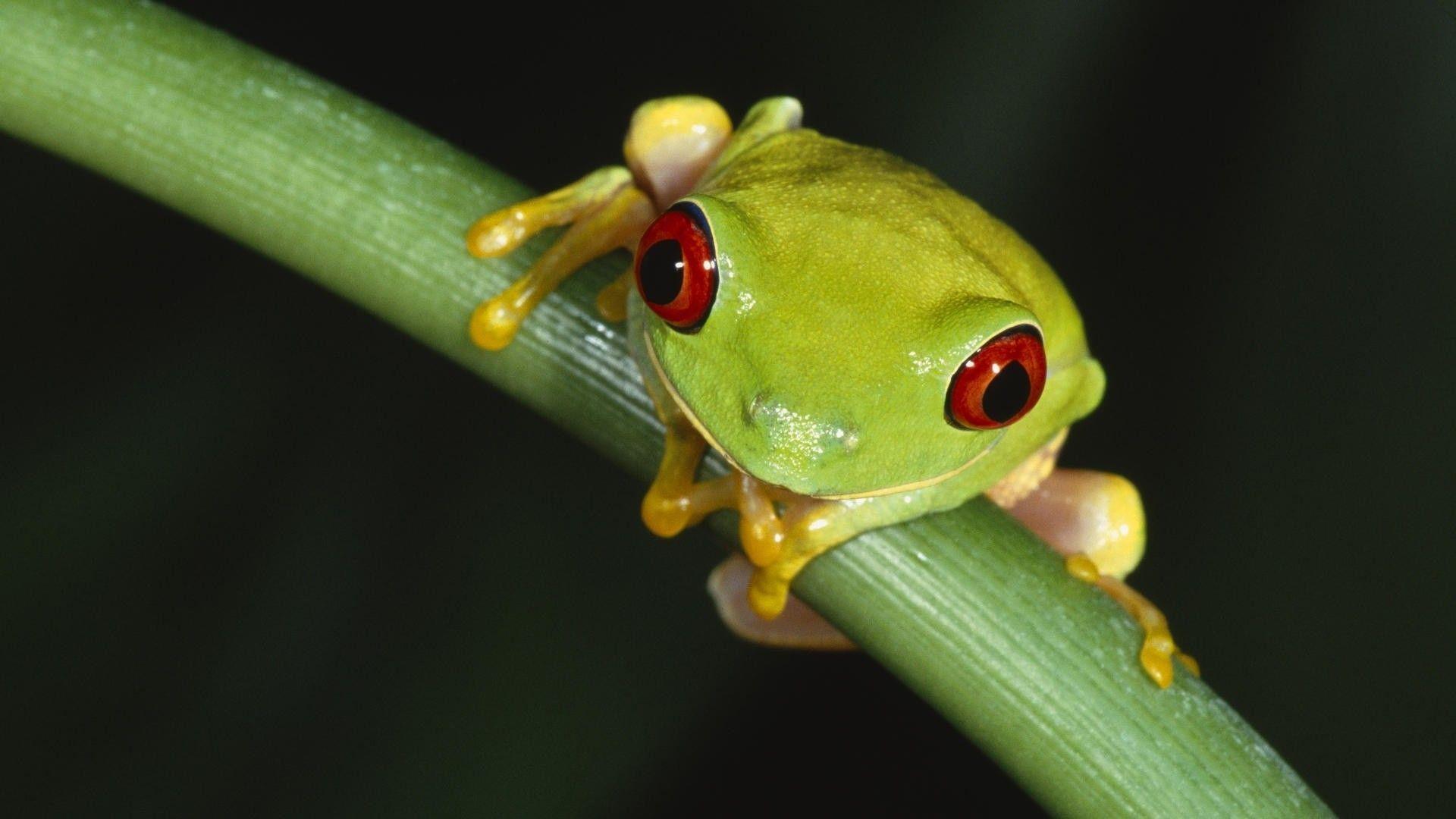 Frog Desktop Wallpapers - Top Free Frog Desktop Backgrounds ...