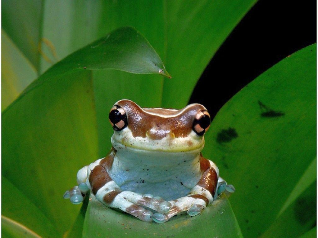 Cute Frog Desktop Wallpapers - Top Free Cute Frog Desktop Backgrounds ...
