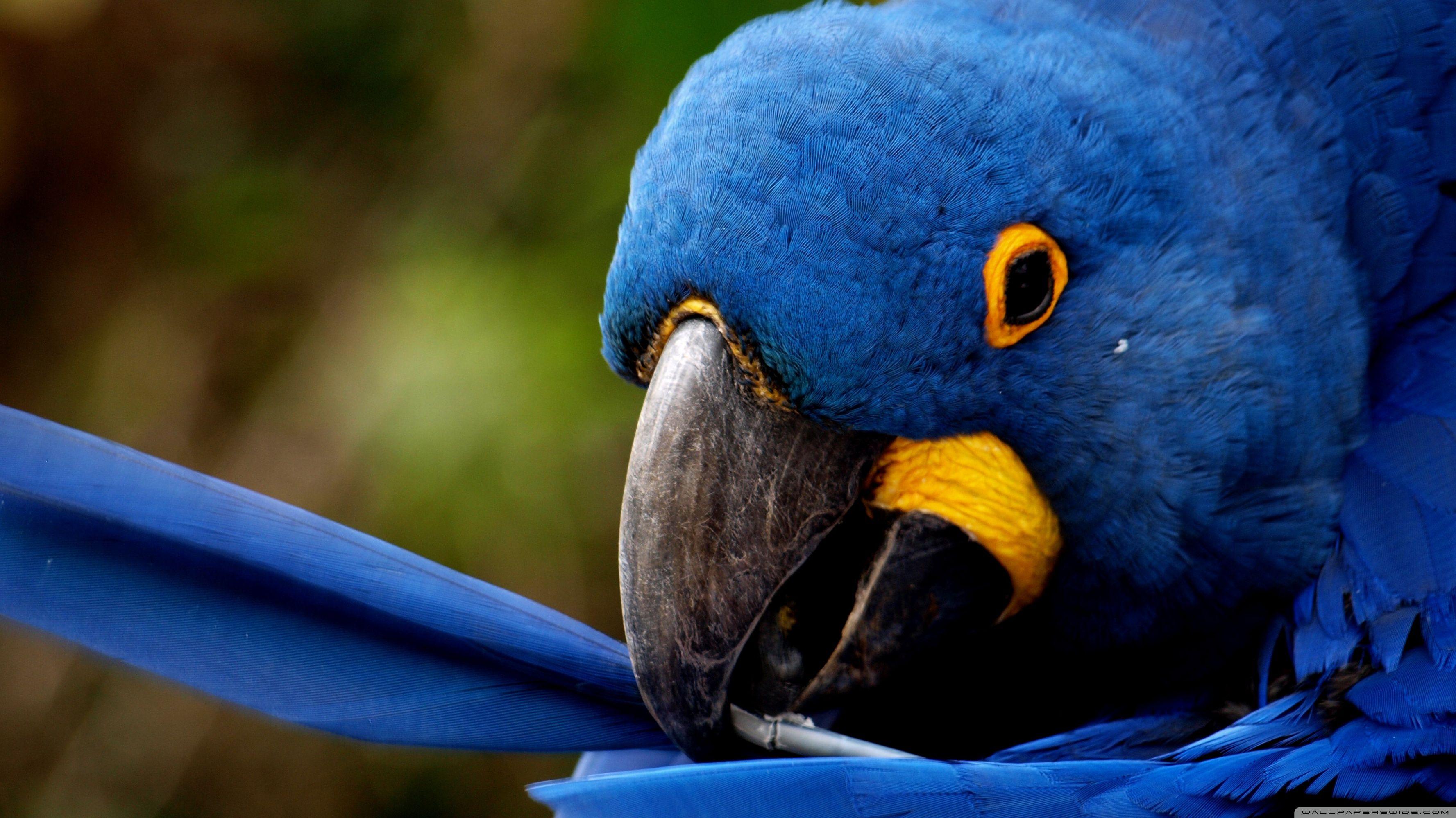Blue Parrots Wallpapers - Top Free Blue Parrots Backgrounds ...