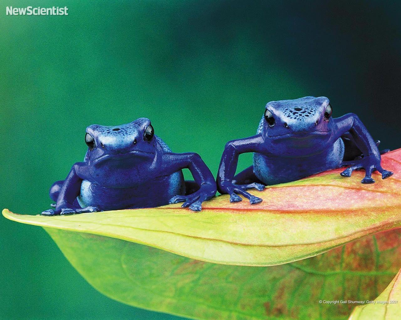 Blue Frog Wallpapers - Top Free Blue Frog Backgrounds - WallpaperAccess