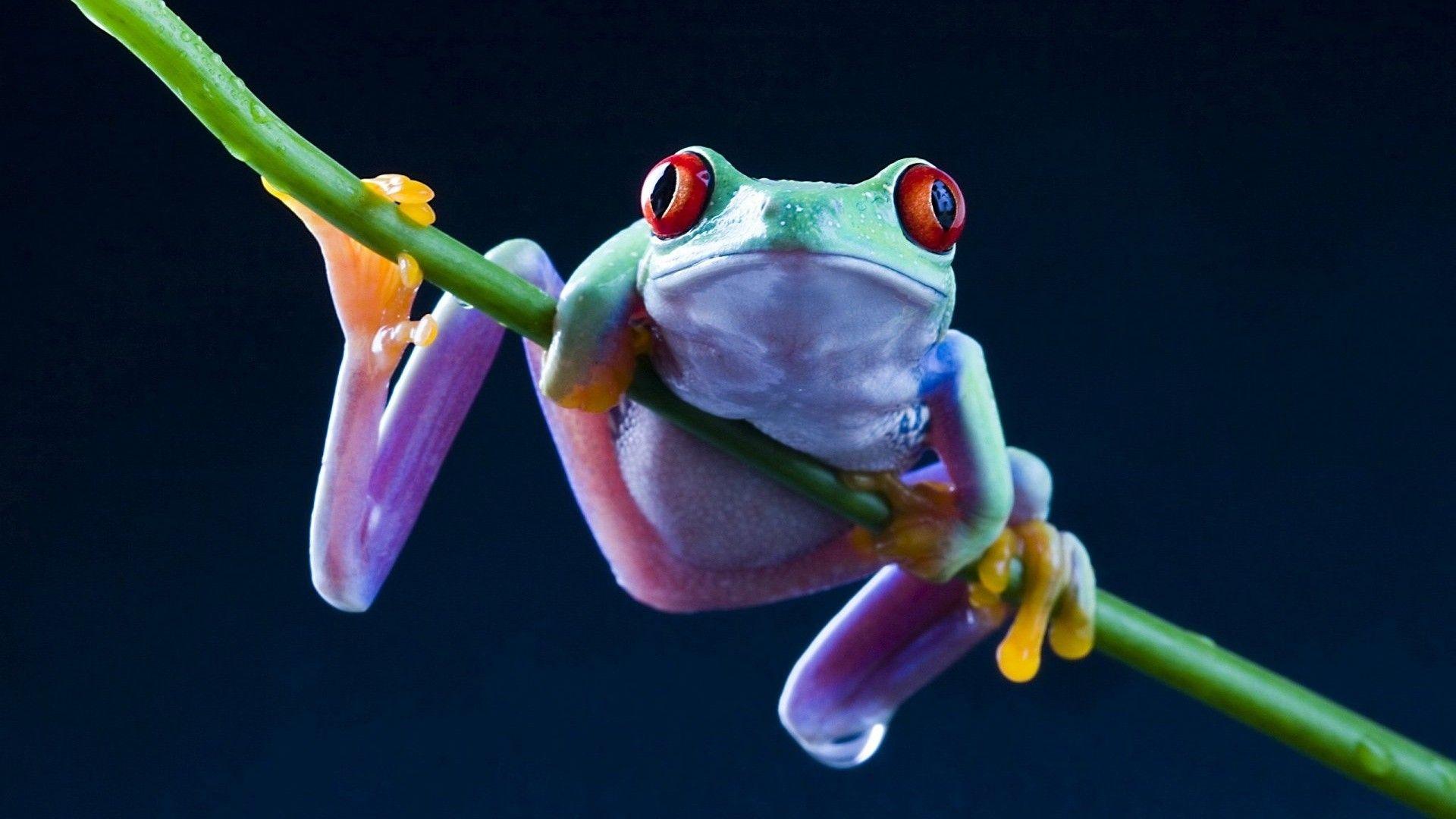 Frog Desktop Wallpapers - Top Free Frog Desktop Backgrounds ...