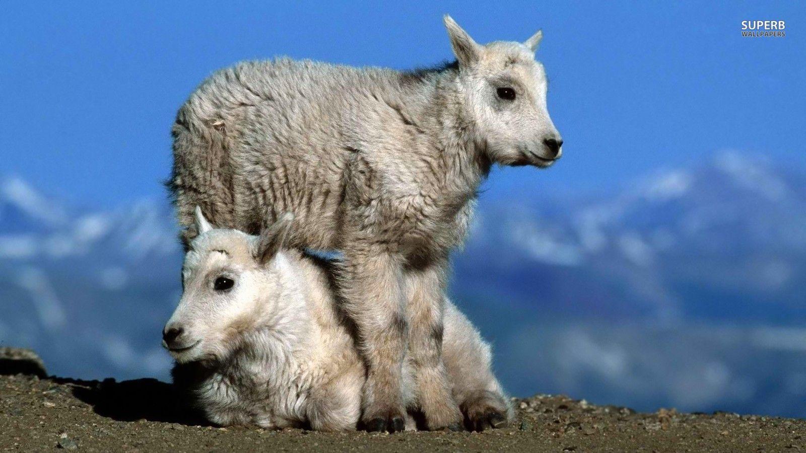 Mountain Goat Wallpapers - Top Free Mountain Goat Backgrounds ...