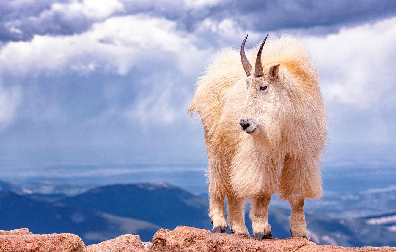 Mountain Goat Wallpapers - Top Free Mountain Goat Backgrounds ...