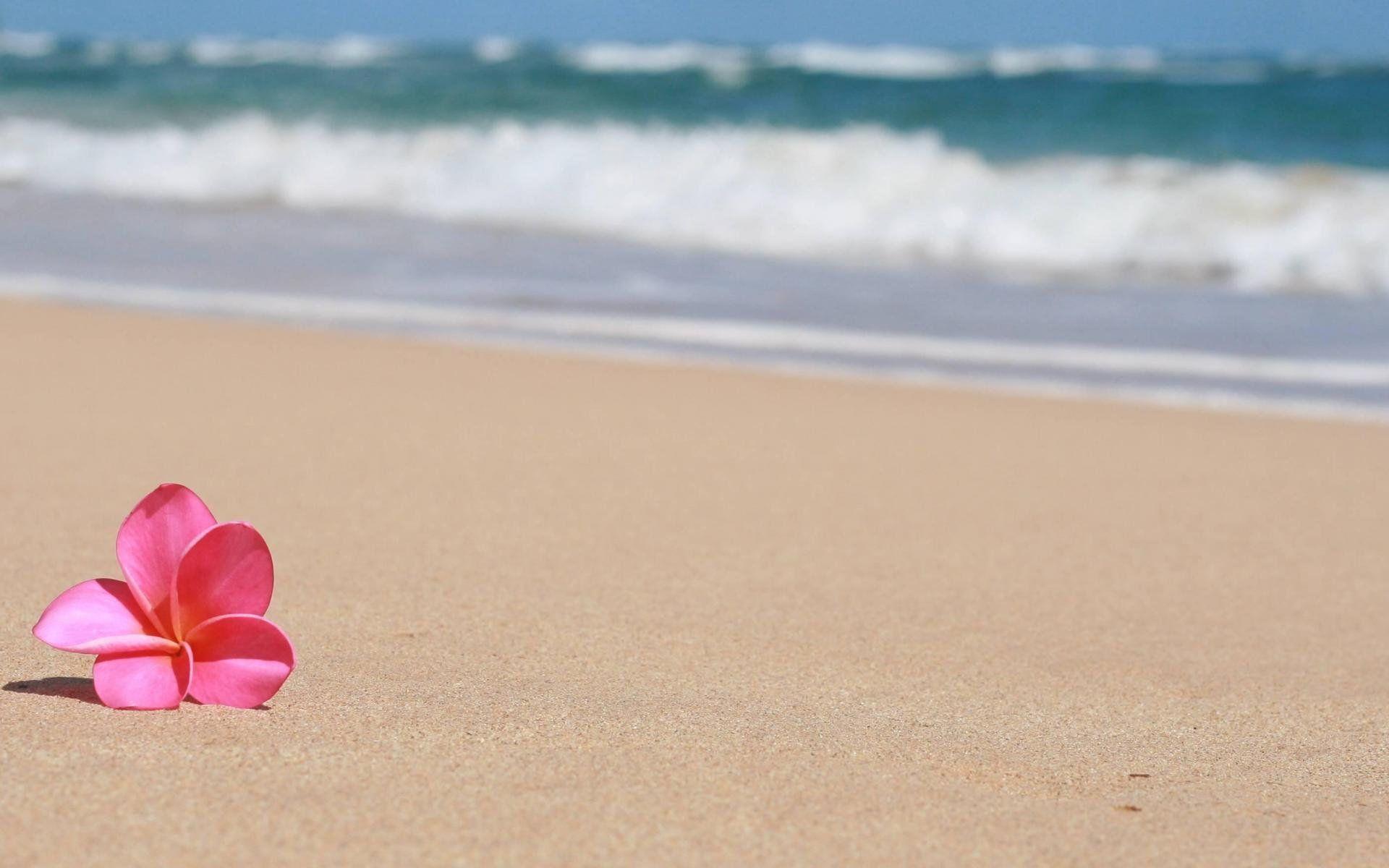 Hawaii Flower Desktop Wallpapers - Top Free Hawaii Flower Desktop ...