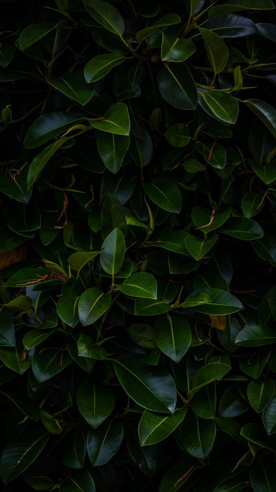 4K Leaves Wallpapers - Top Free 4K Leaves Backgrounds - WallpaperAccess