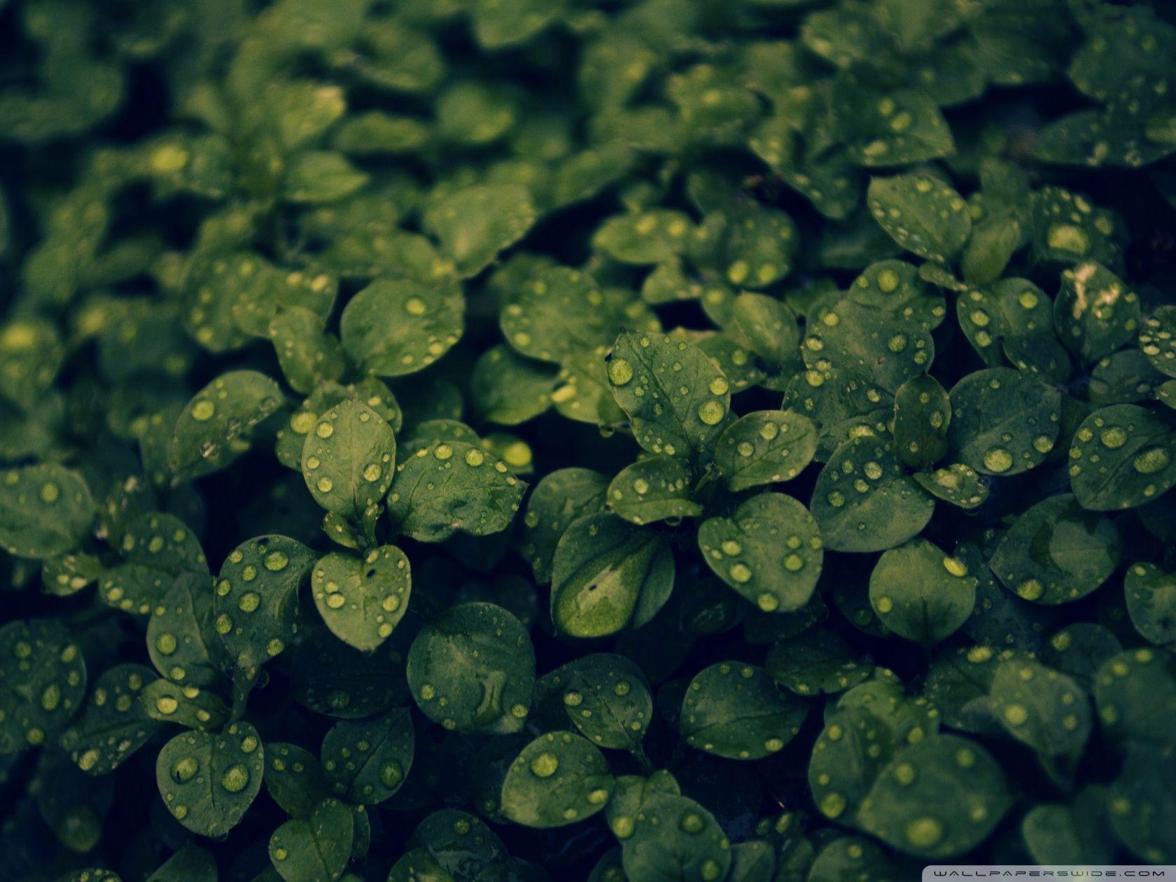 Dark Green Nature HD Wallpapers - Top Free Dark Green Nature HD ...