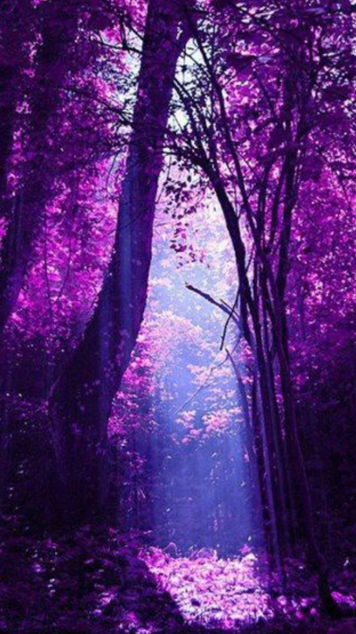 Violetta Wallpapers - Top Free Violetta Backgrounds - WallpaperAccess