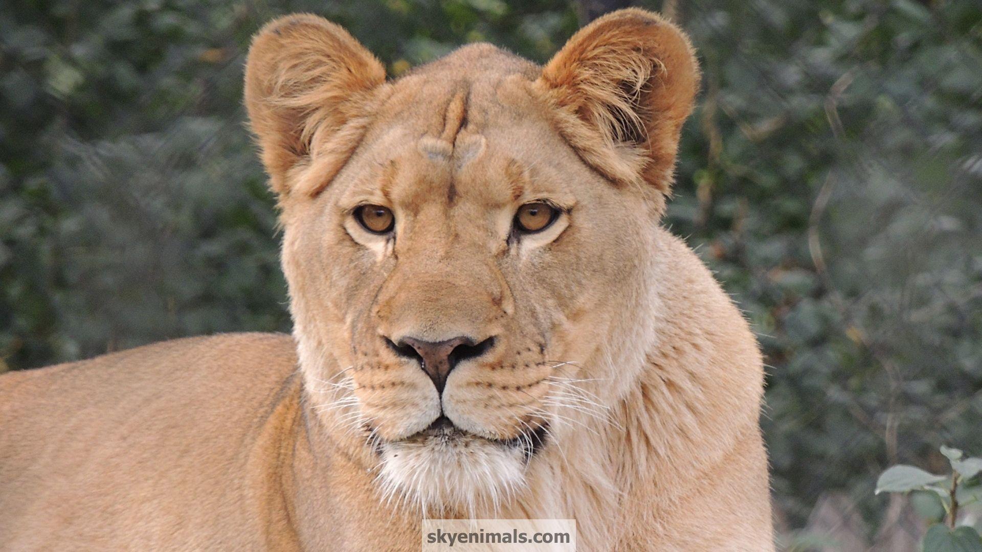 Female Lion Wallpapers - Top Free Female Lion Backgrounds - WallpaperAccess