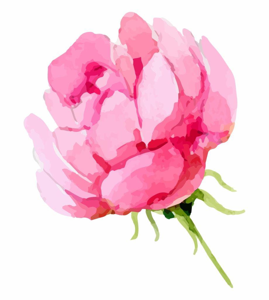 Watercolor Peony Wallpapers - Top Free Watercolor Peony Backgrounds ...