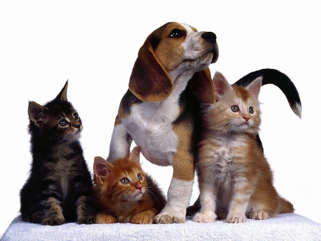 Cats and Dogs Wallpapers - Top Free Cats and Dogs Backgrounds ...