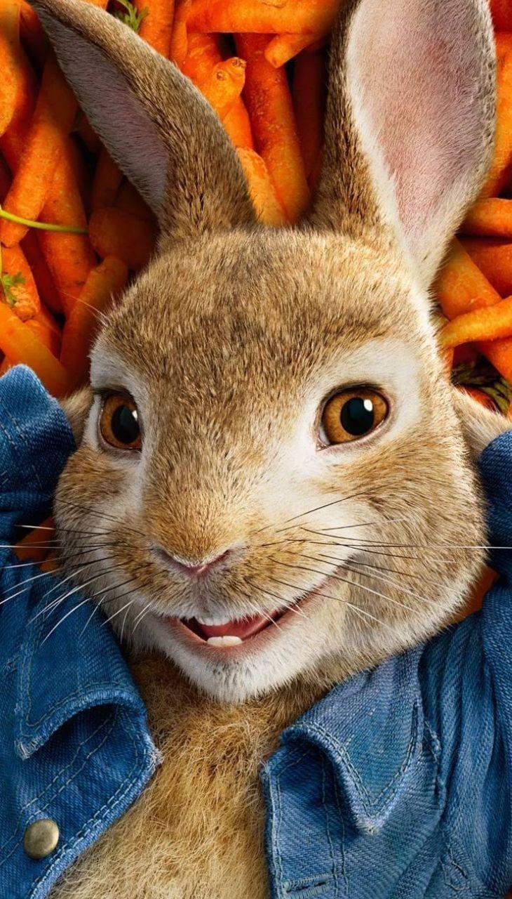 Rabbit iPhone Wallpapers - Top Free Rabbit iPhone Backgrounds ...