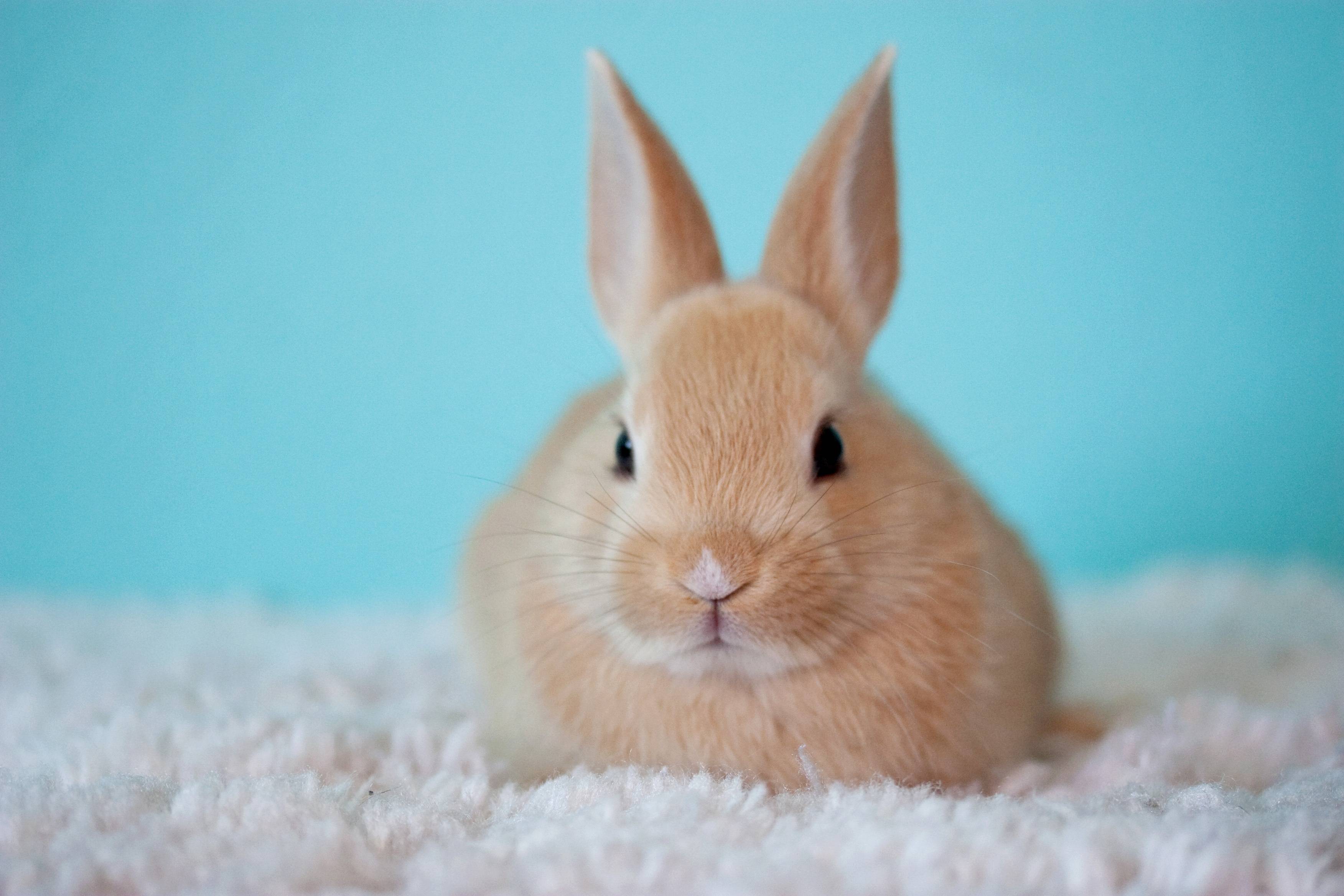 Cute Baby Bunnies Wallpapers - Top Free Cute Baby Bunnies Backgrounds ...