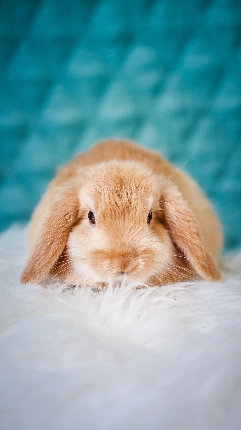 Rabbit iPhone Wallpapers - Top Free Rabbit iPhone Backgrounds ...