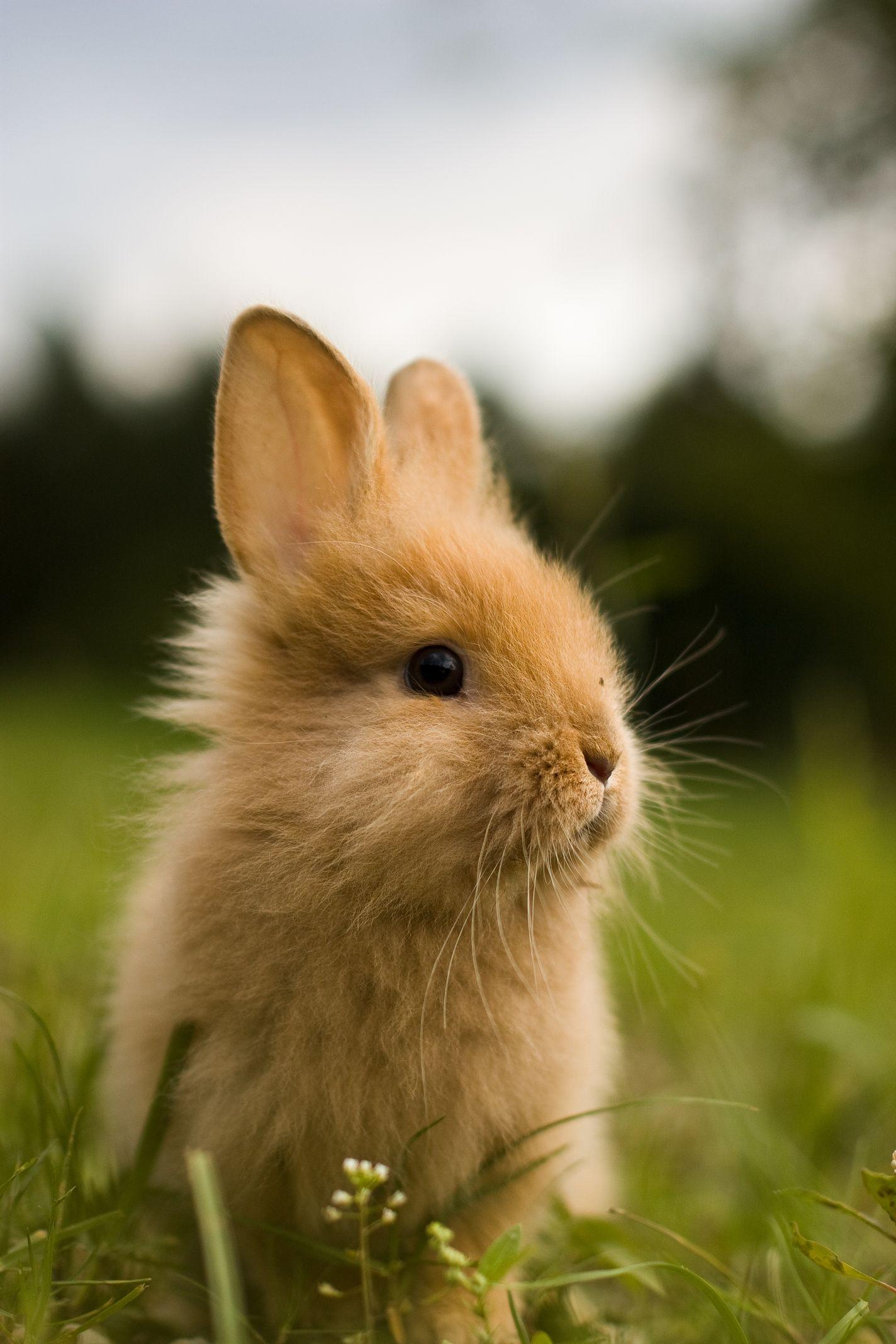 Rabbit Phone Wallpapers - Top Free Rabbit Phone Backgrounds ...