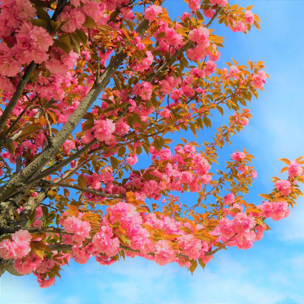 All Flower Wallpapers - Top Free All Flower Backgrounds - WallpaperAccess