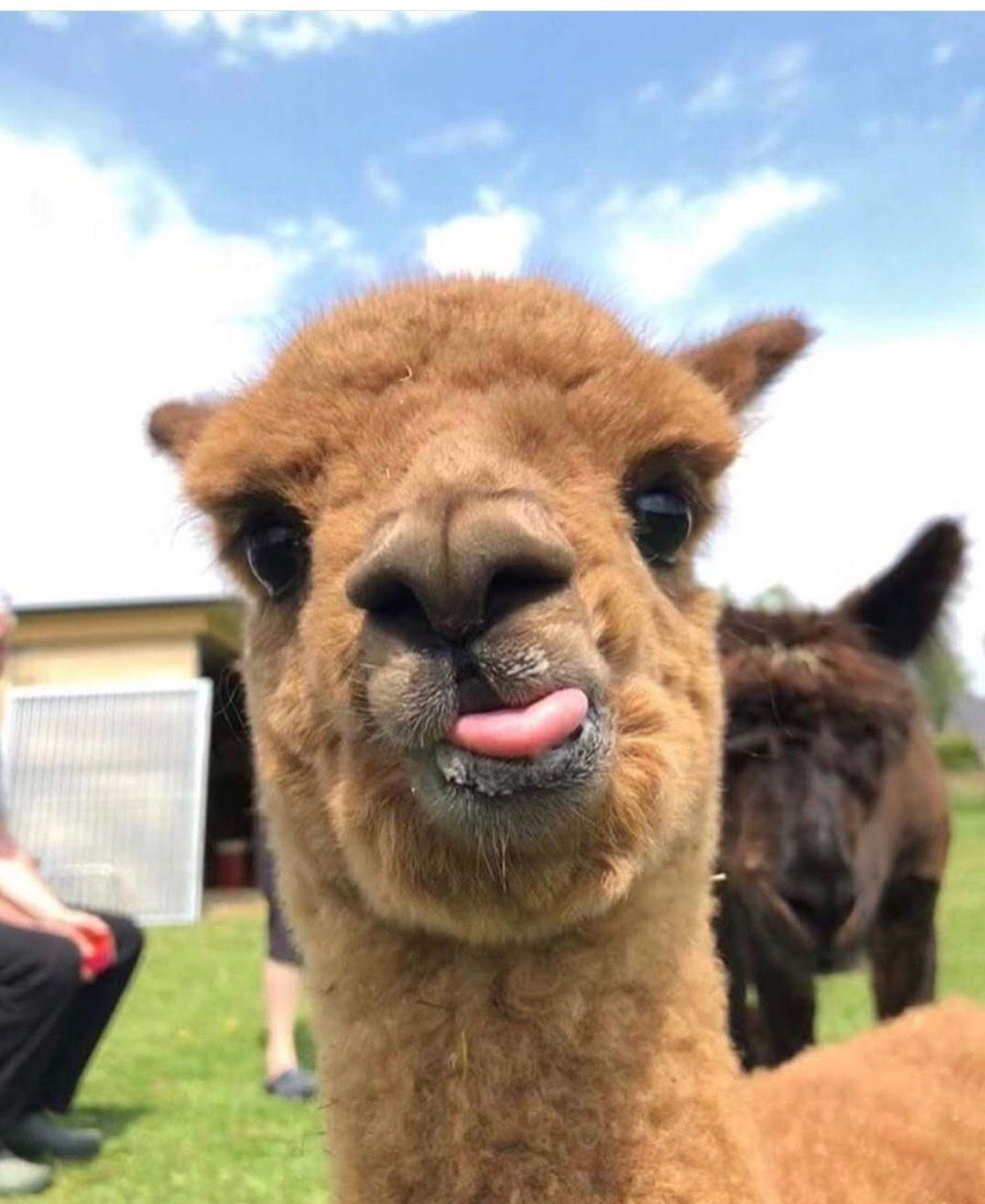 Baby Alpaca Wallpapers - Top Free Baby Alpaca Backgrounds - WallpaperAccess