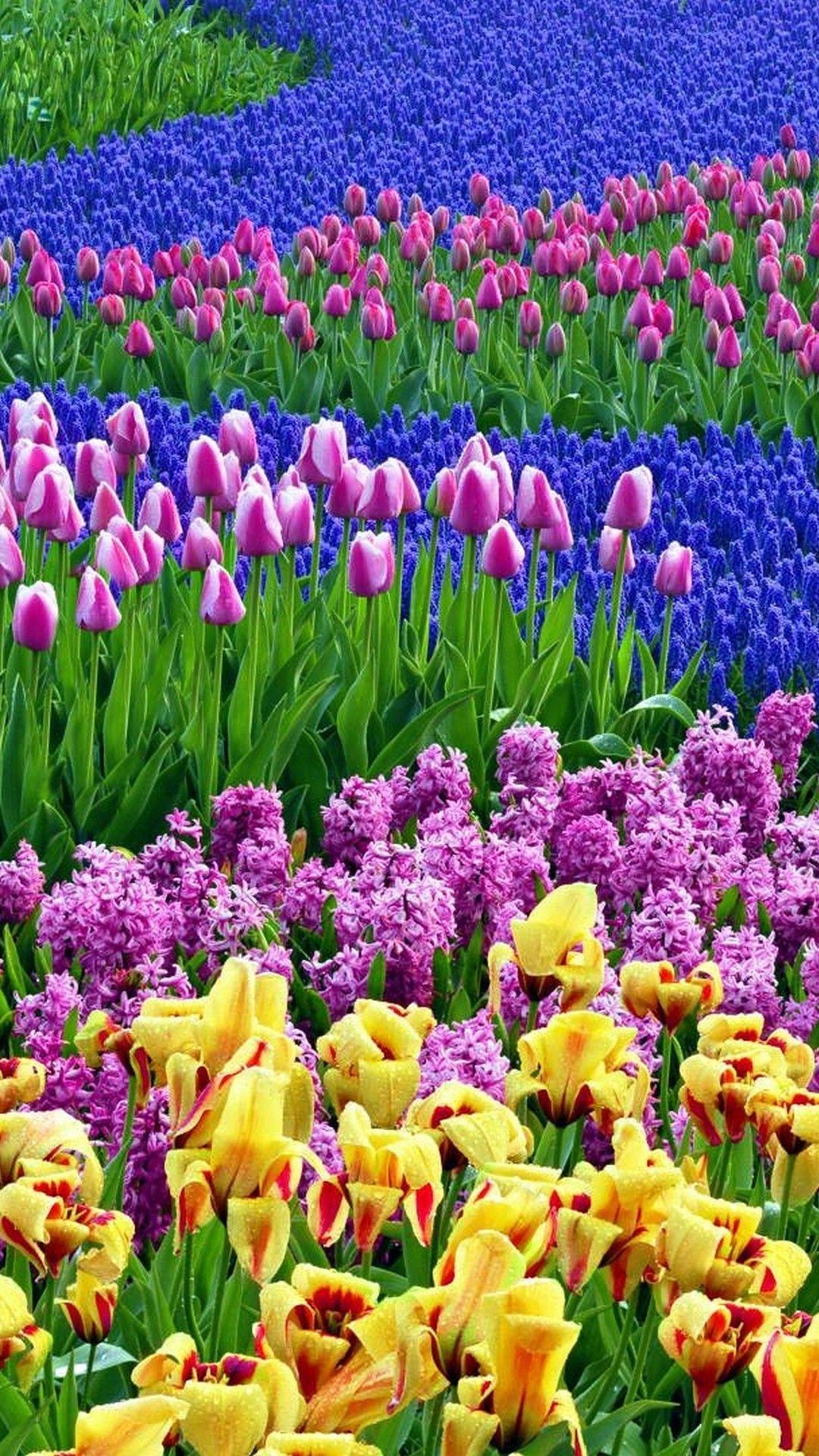 Colorful Garden Wallpapers - Top Free Colorful Garden Backgrounds ...