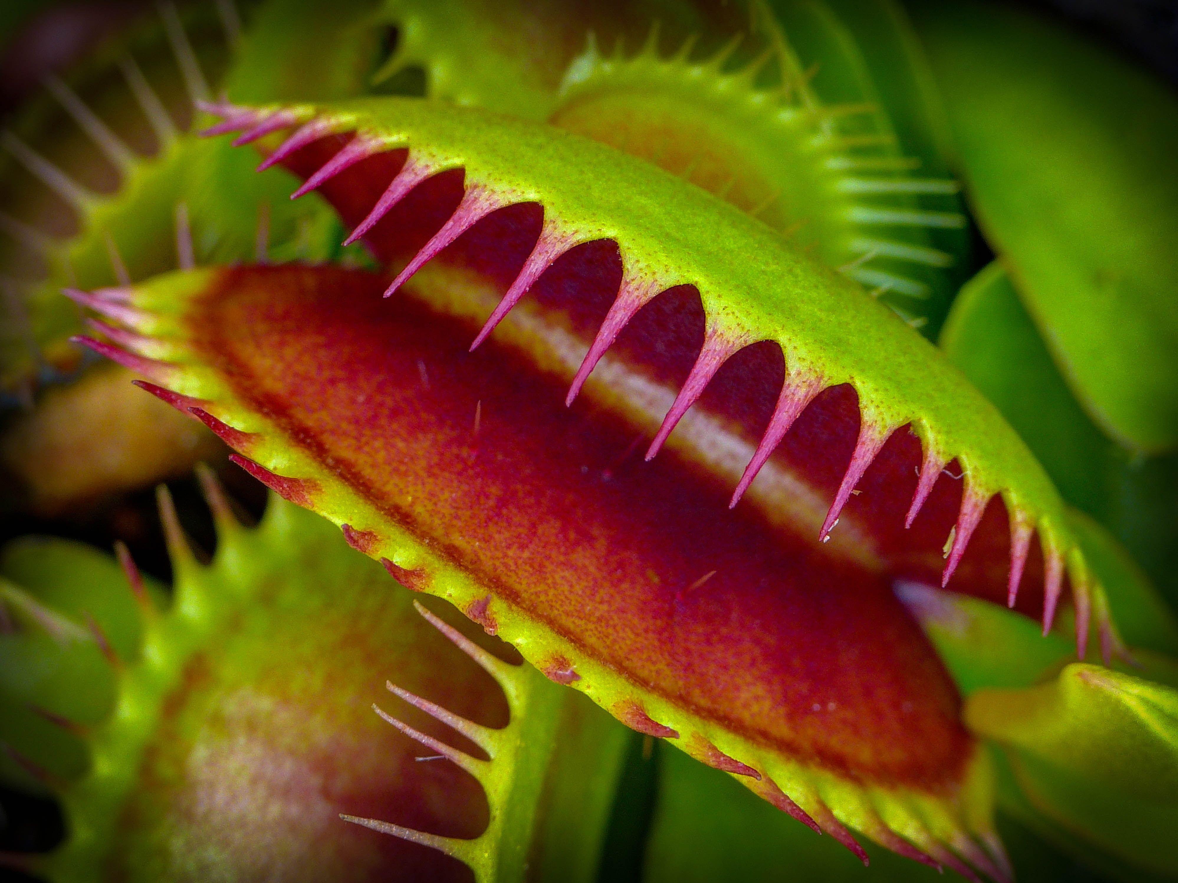 Venus Flytrap Wallpapers - Top Free Venus Flytrap Backgrounds - WallpaperAccess