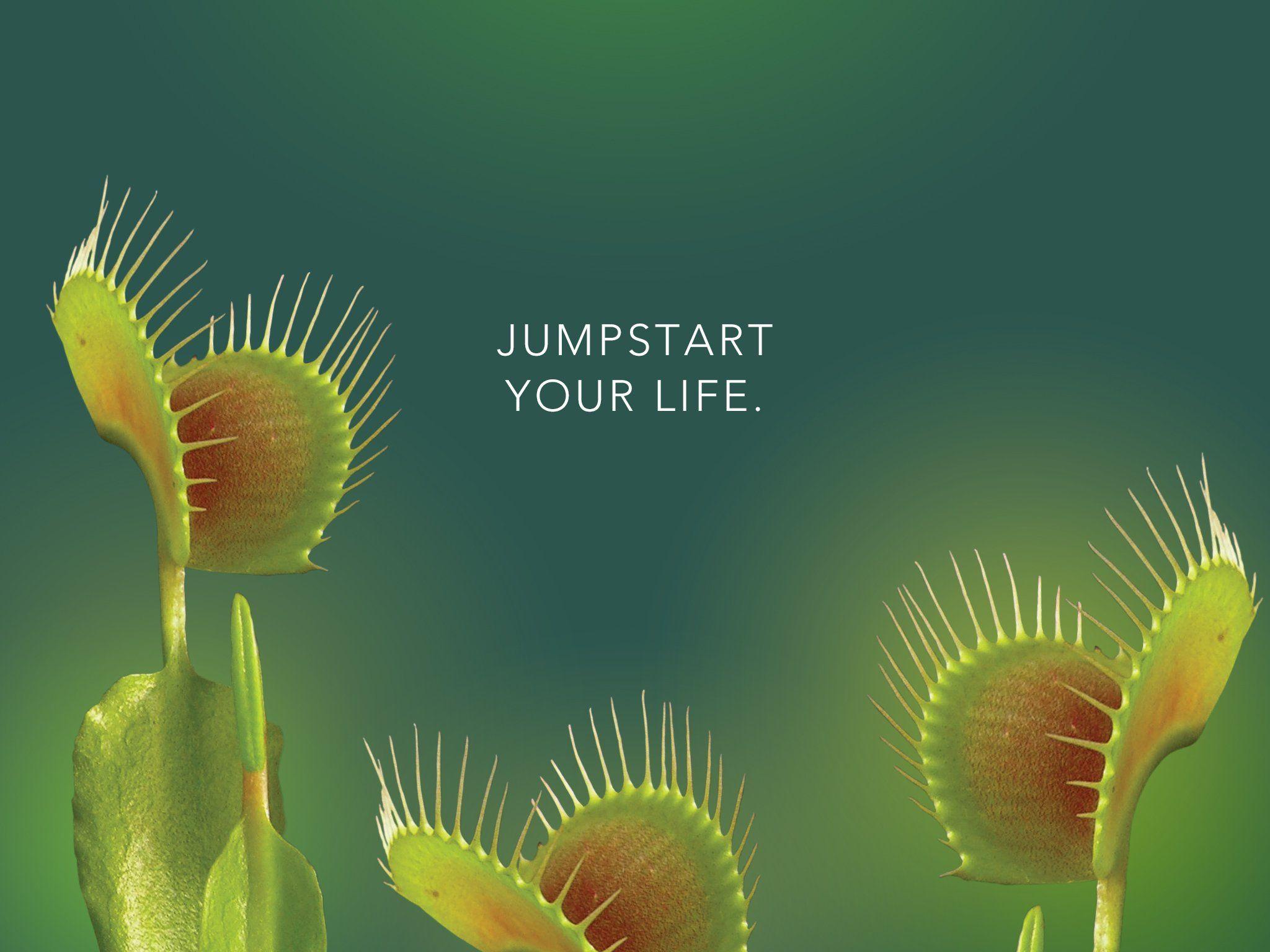 Venus Flytrap Wallpapers - Top Free Venus Flytrap Backgrounds - WallpaperAccess