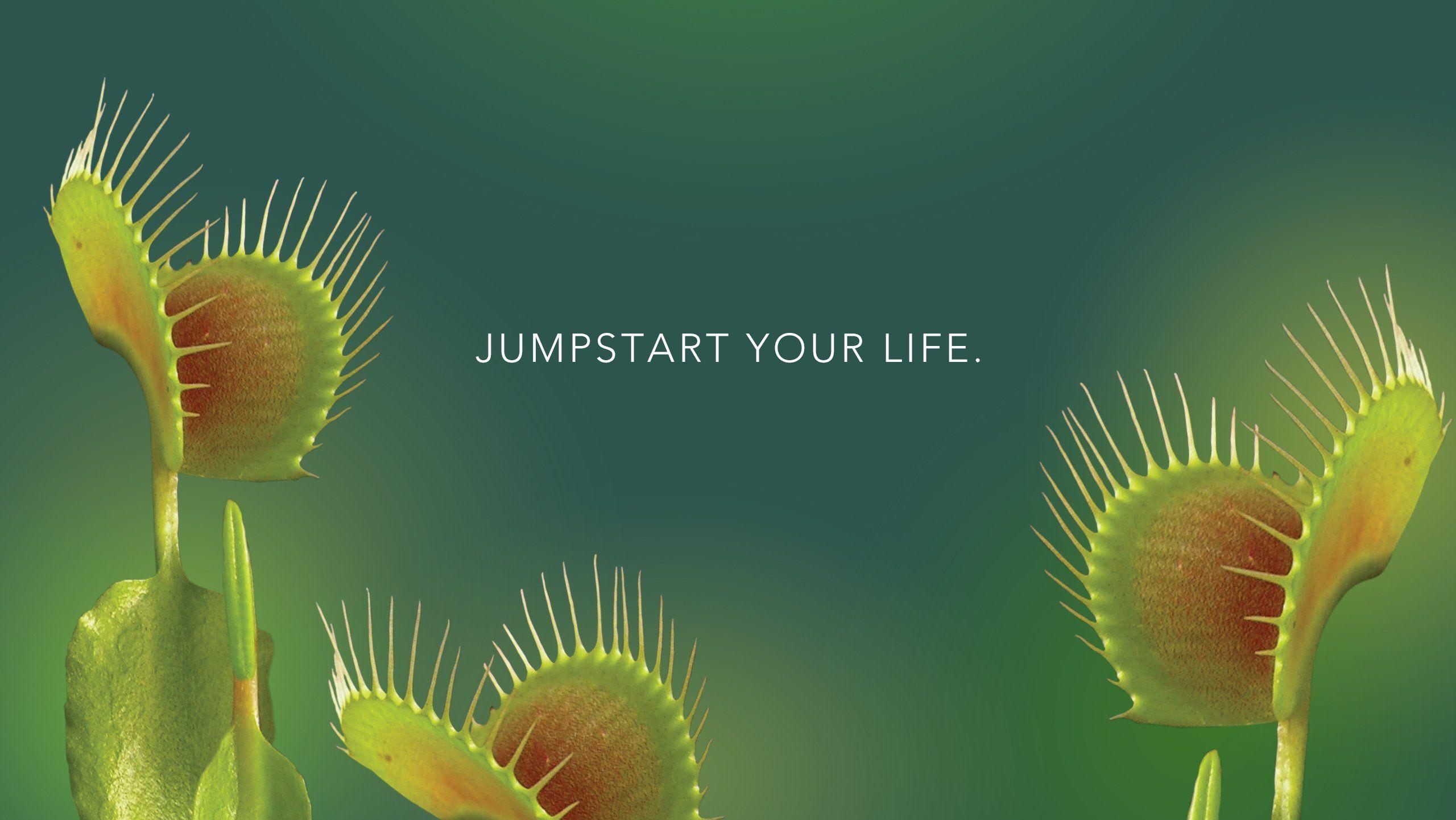 Venus Flytrap Wallpapers - Top Free Venus Flytrap Backgrounds - WallpaperAccess