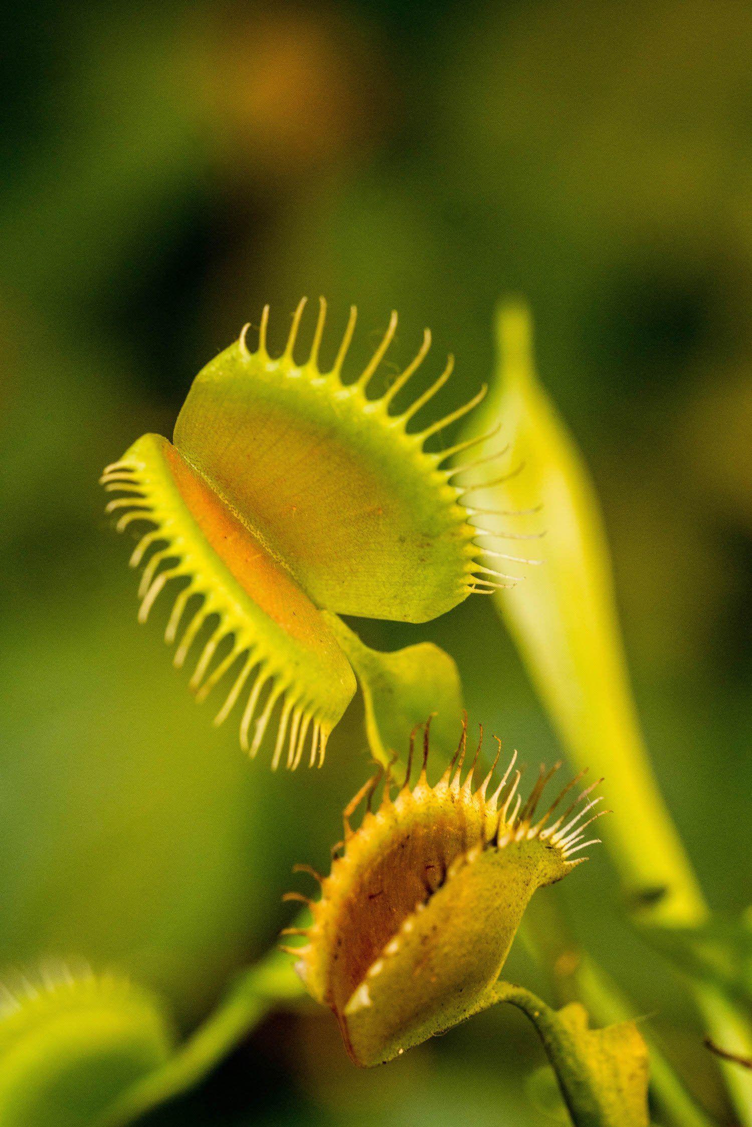 Venus Flytrap Wallpapers - Top Free Venus Flytrap Backgrounds - WallpaperAccess