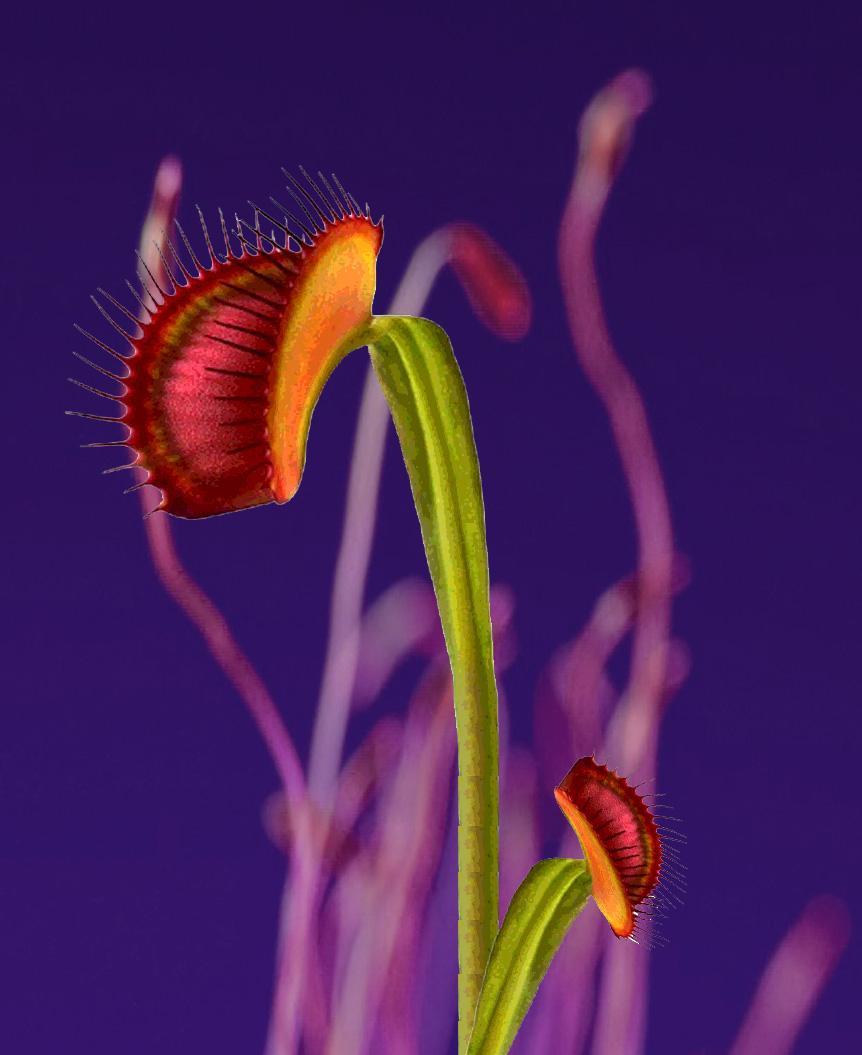 Venus Flytrap Wallpapers - Top Free Venus Flytrap Backgrounds - WallpaperAccess