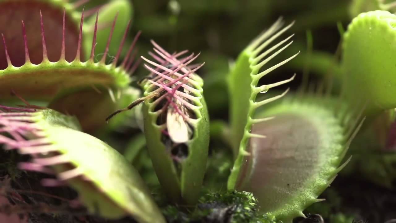 Venus Flytrap Wallpapers - Top Free Venus Flytrap Backgrounds - WallpaperAccess