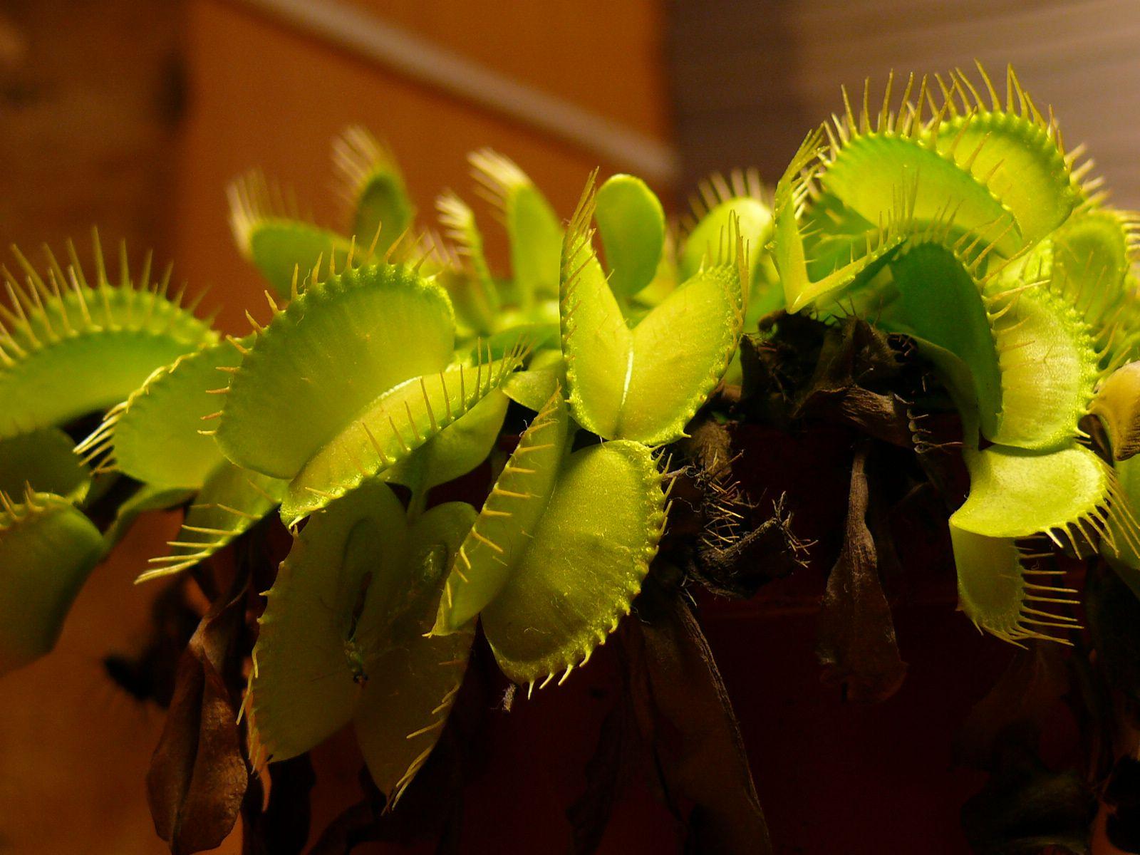 Venus Flytrap Wallpapers - Top Free Venus Flytrap Backgrounds ...