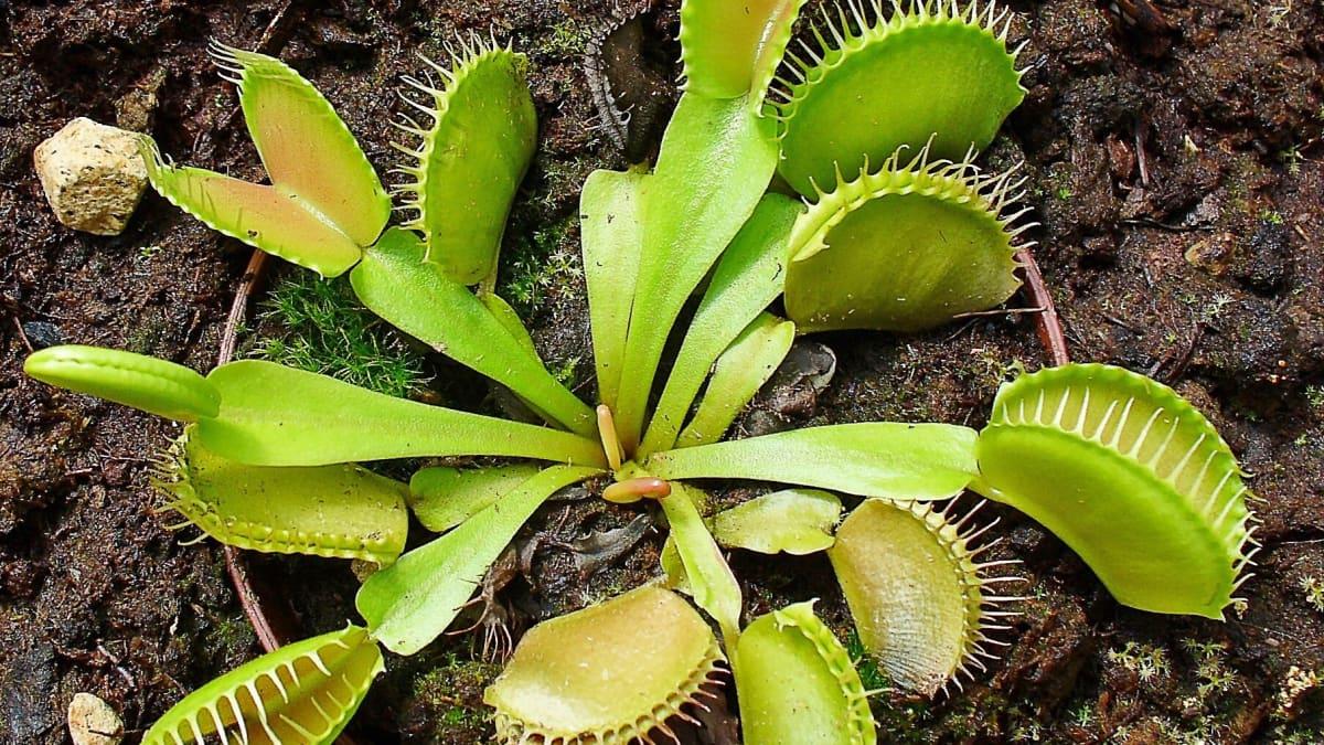 Venus Flytrap Wallpapers - Top Free Venus Flytrap Backgrounds - WallpaperAccess