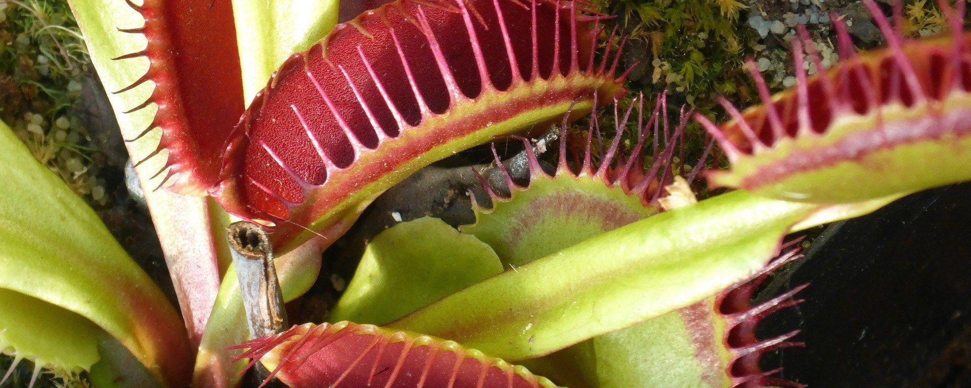Venus Flytrap Wallpapers - Top Free Venus Flytrap Backgrounds - WallpaperAccess