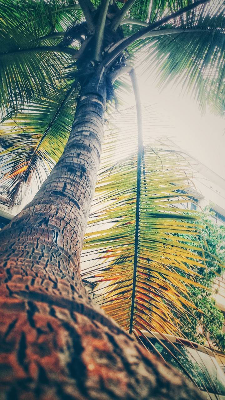 Coconut Leaf Wallpapers - Top Free Coconut Leaf Backgrounds ...