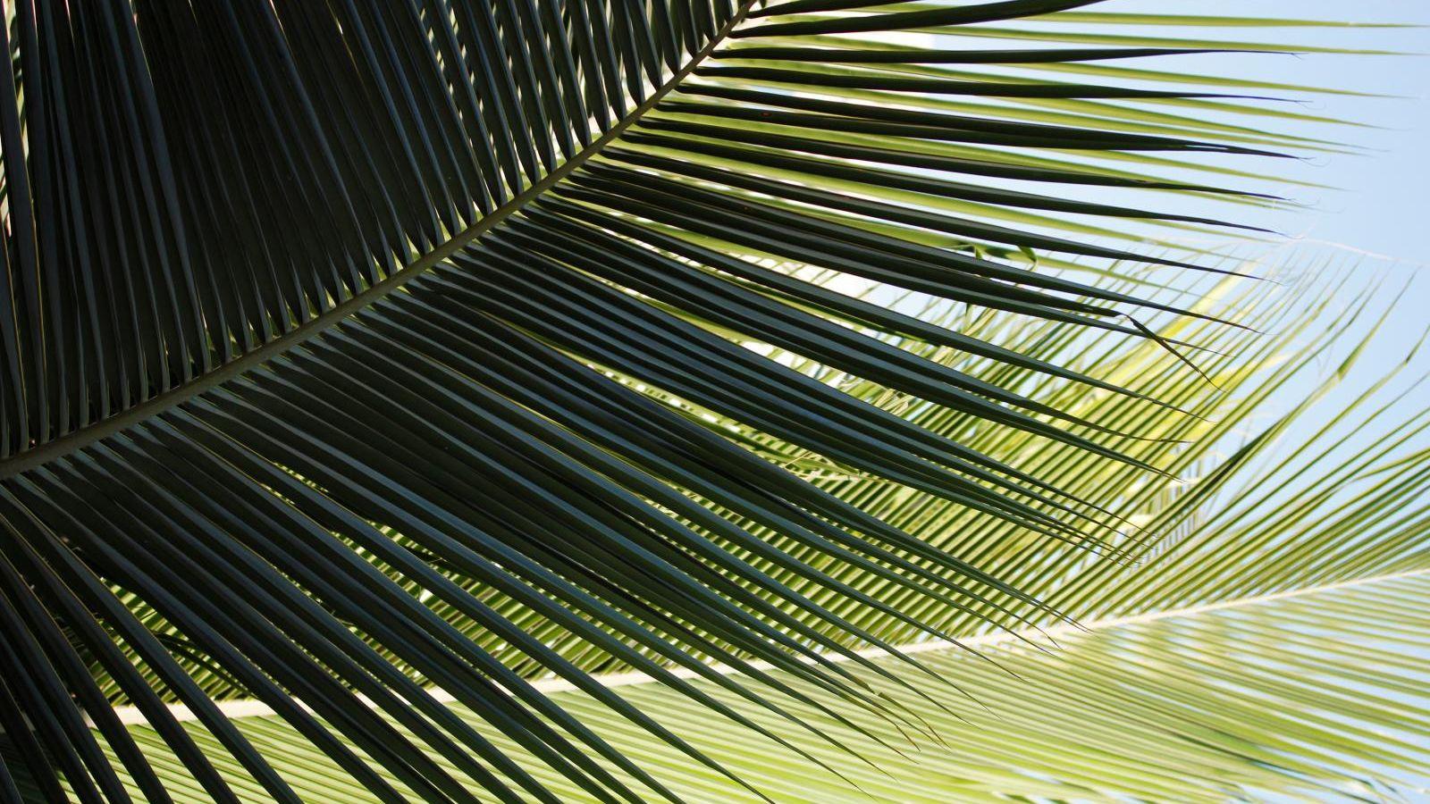 Coconut Leaf Wallpapers - Top Free Coconut Leaf Backgrounds ...