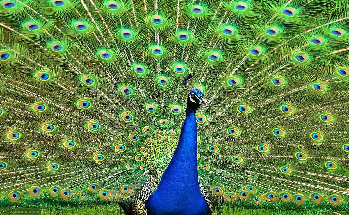 Cute Peacock Wallpapers - Top Free Cute Peacock Backgrounds ...