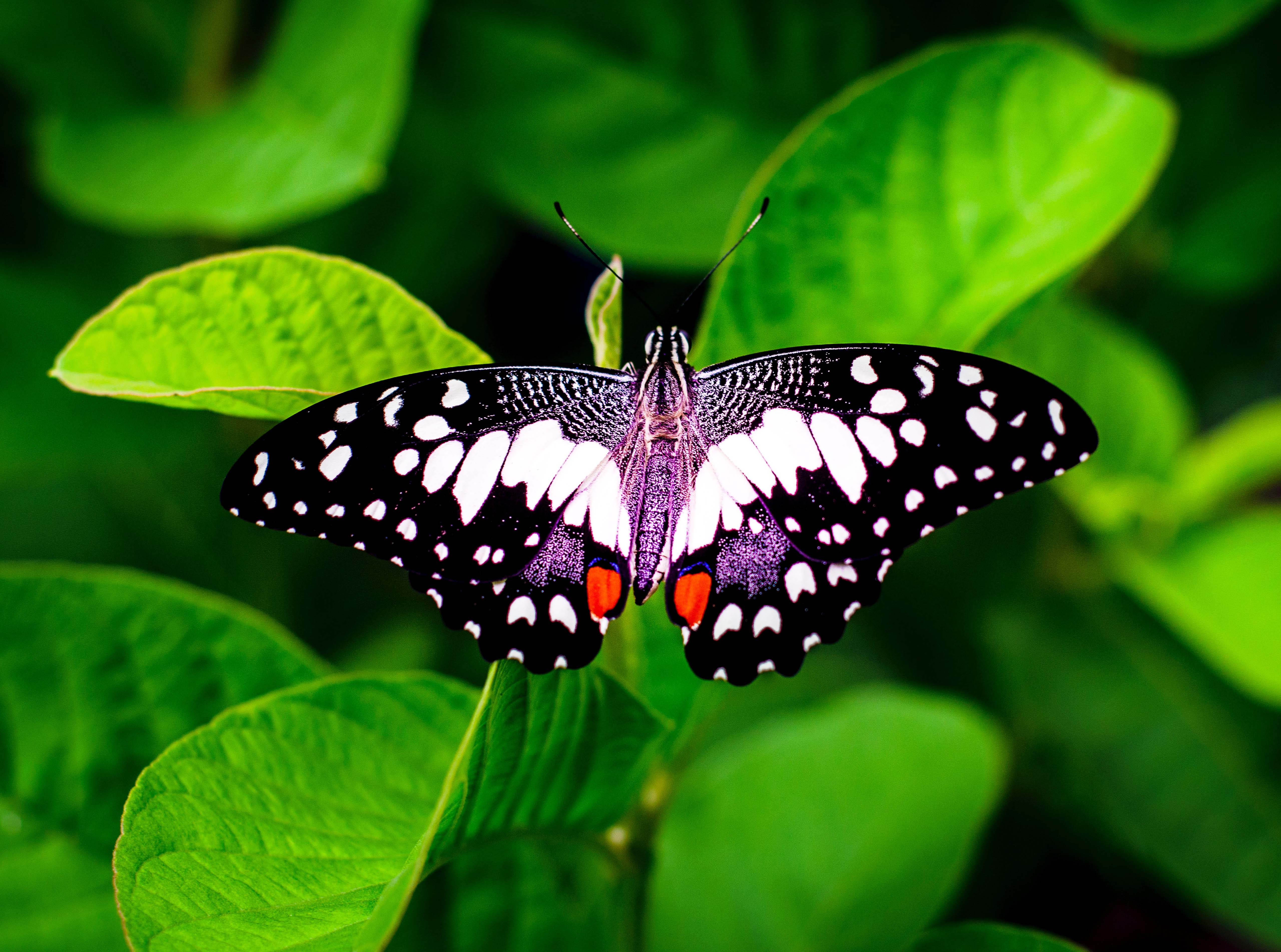 Biology HD Wallpapers - Top Free Biology HD Backgrounds - WallpaperAccess