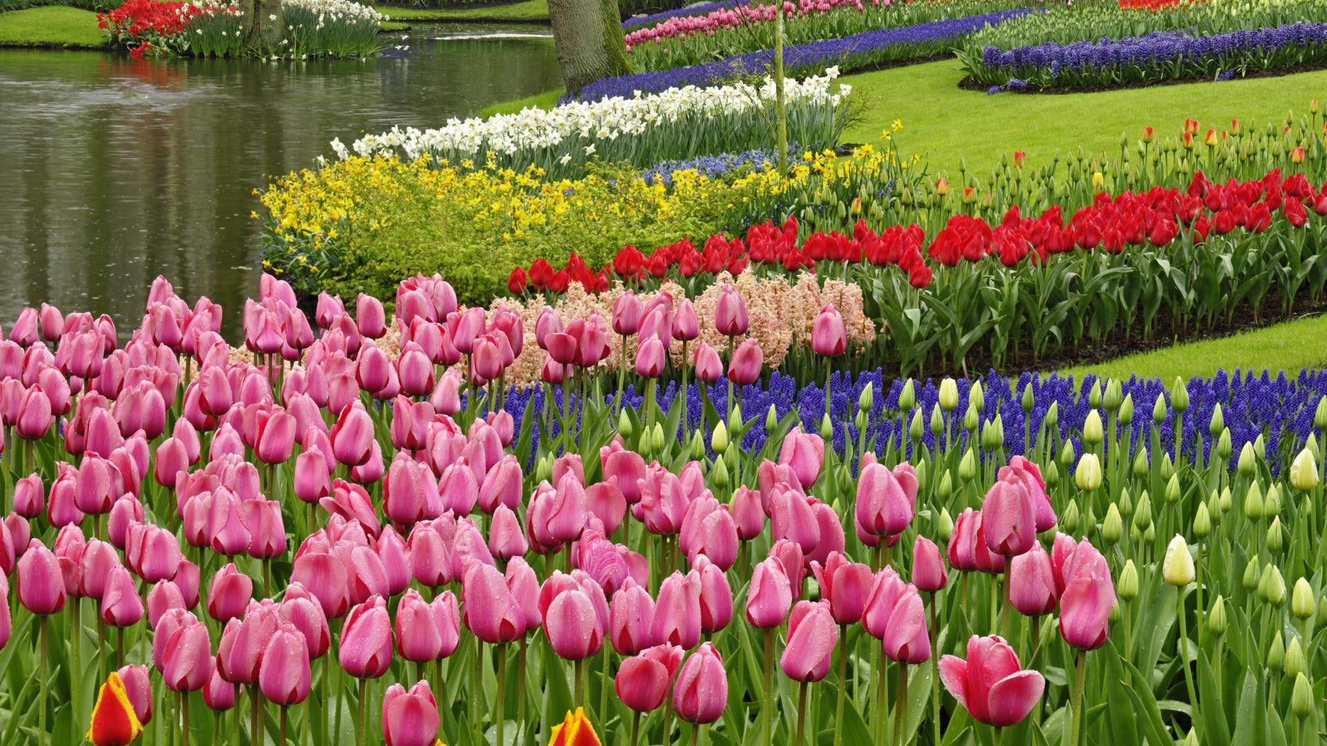 Spring Flower Garden Desktop Wallpapers - Top Free Spring Flower Garden ...